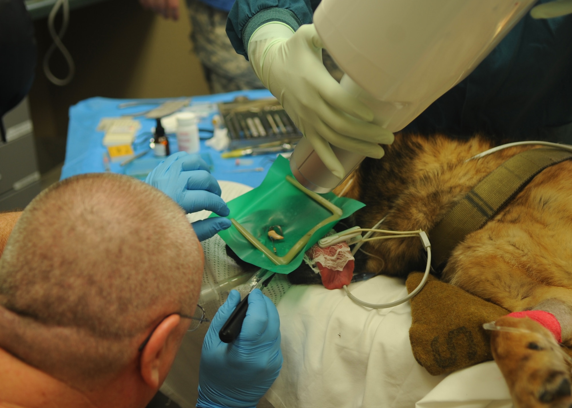 K-9 receives root canal at Dyess > Dyess Air Force Base > News
