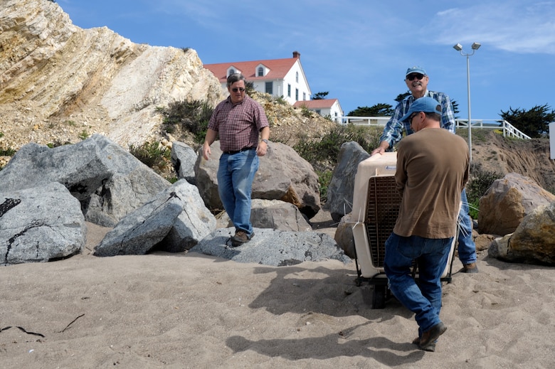 Rescued marine mammals released on Vandenberg beaches > Vandenberg ...