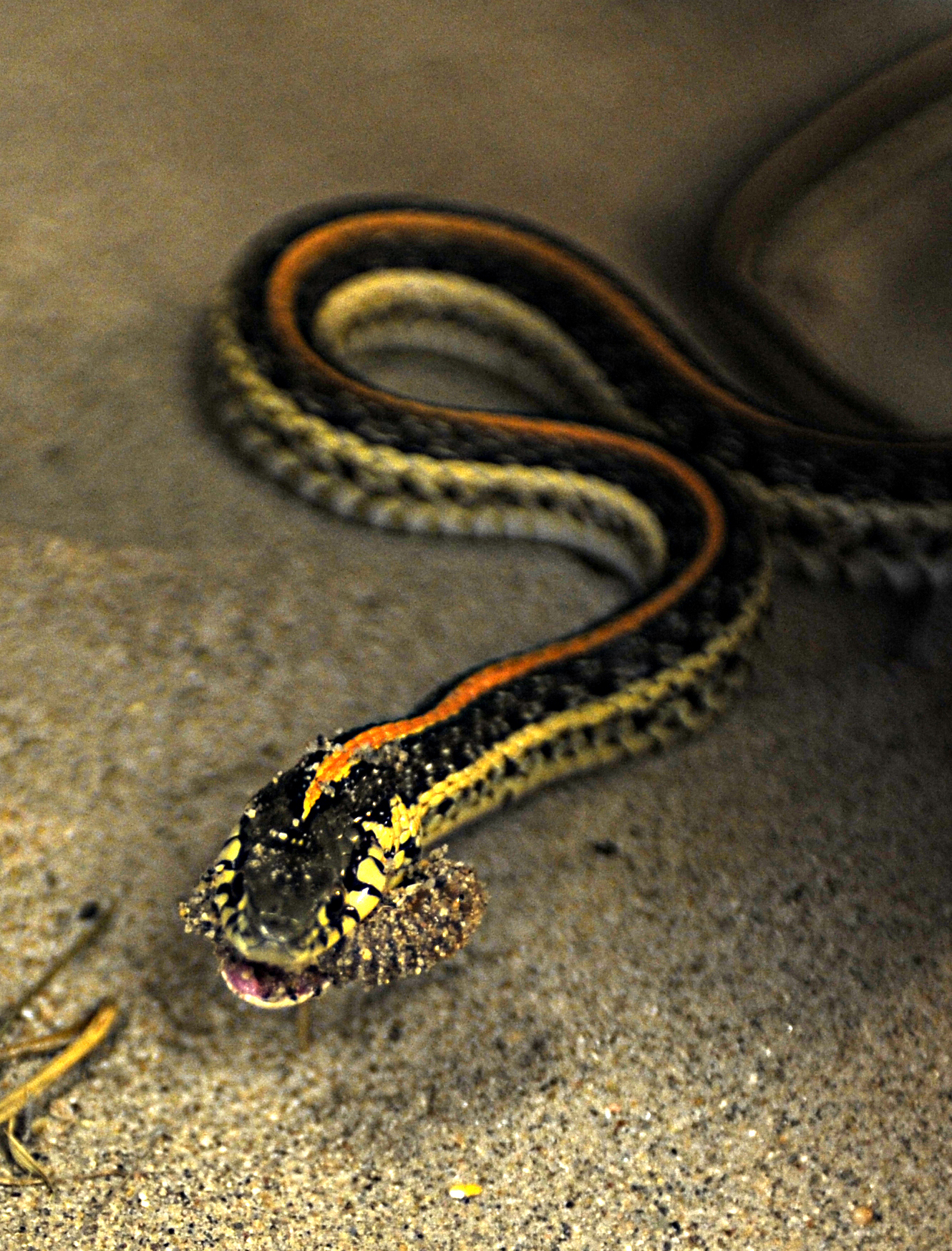 Current conditions prime for increased snake activity > Ellsworth Air ...