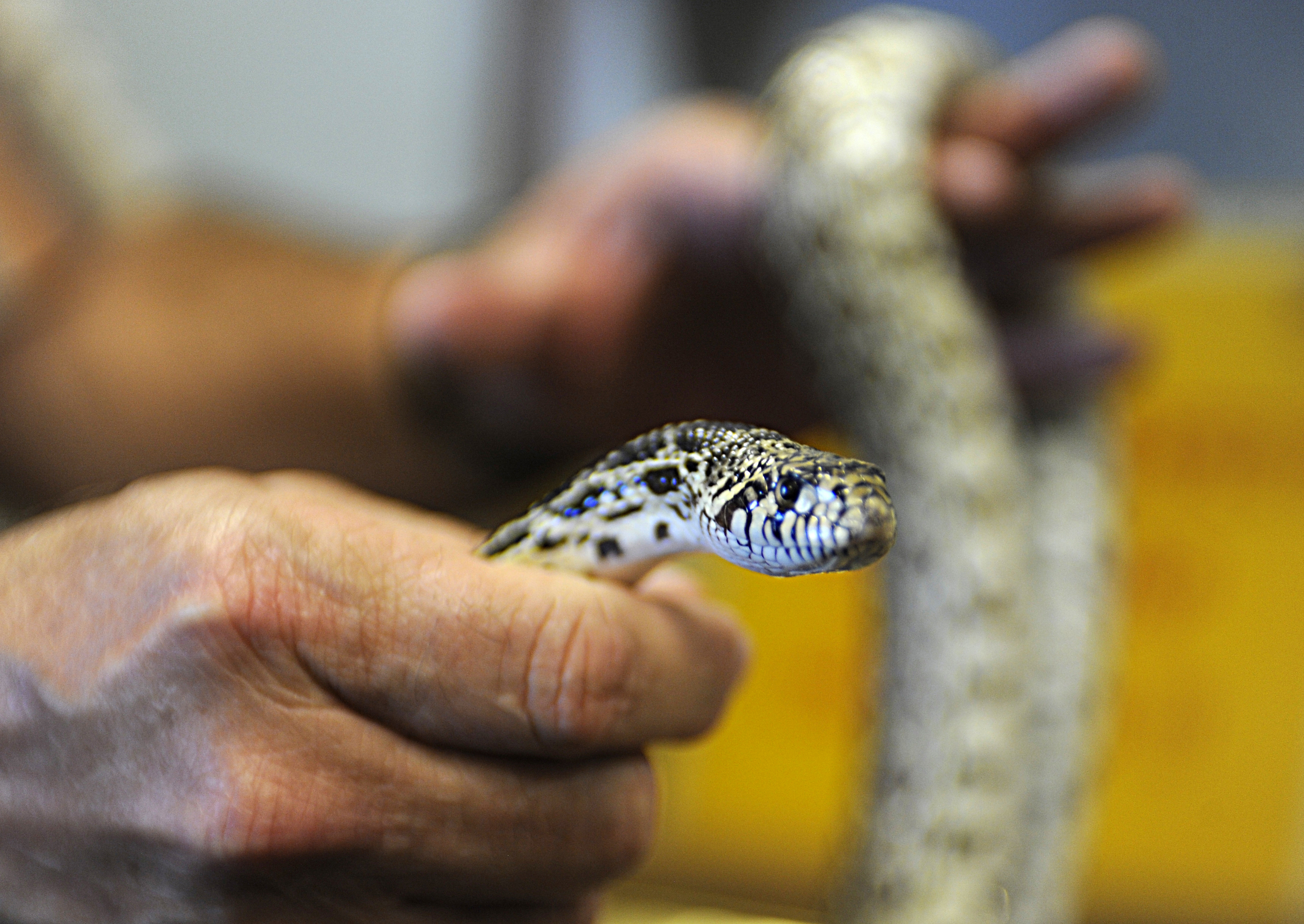 Current conditions prime for increased snake activity > Ellsworth Air ...