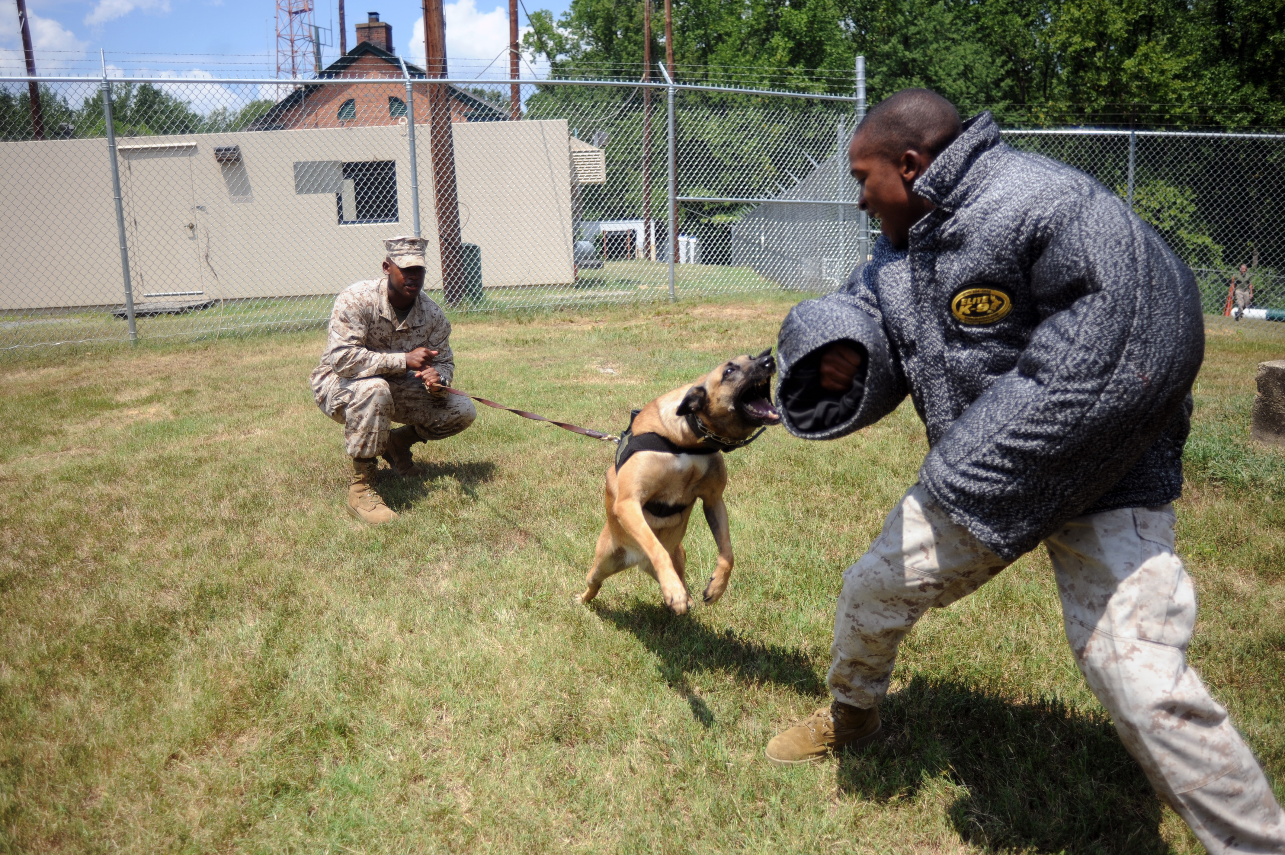 Army Dogs Attacking