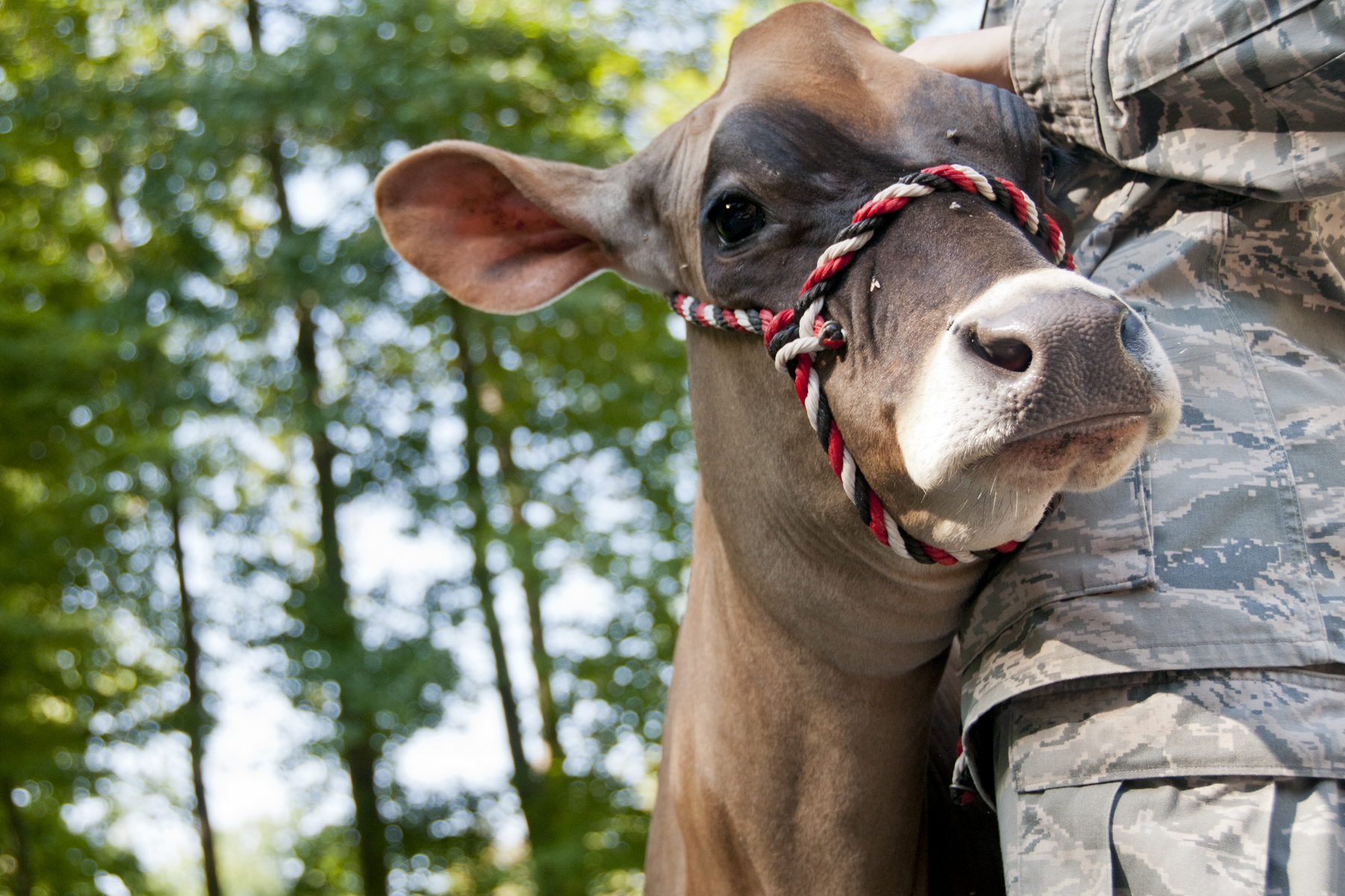 Air Force warlord, cow farmer prepares for ORI, Canfield Fair ...