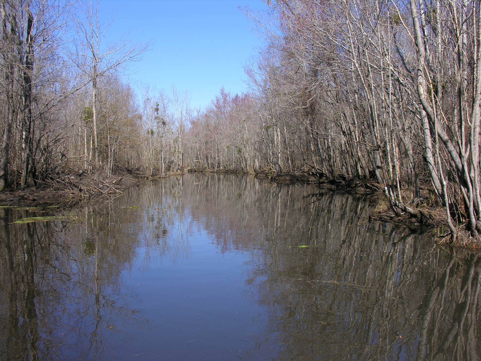 Pocotaligo Swamp