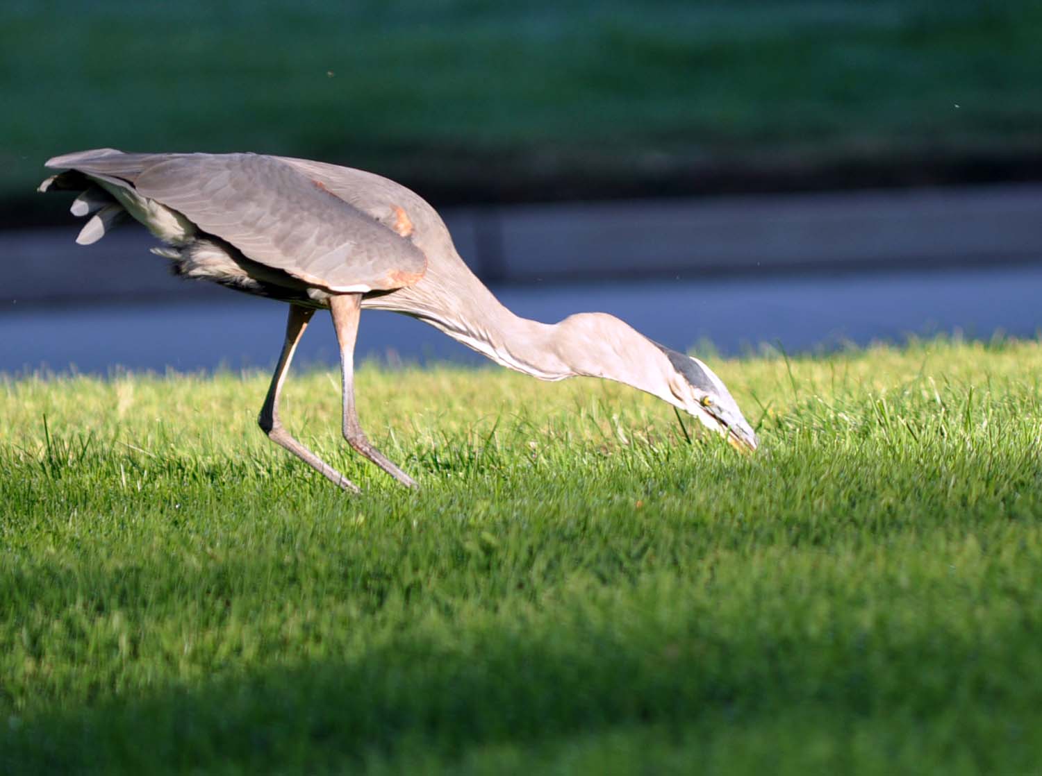Birds of a different feather > March Air Reserve Base > Article Display
