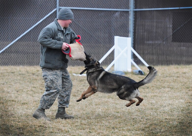 Military working dogs train for success > Whiteman Air Force Base > Display