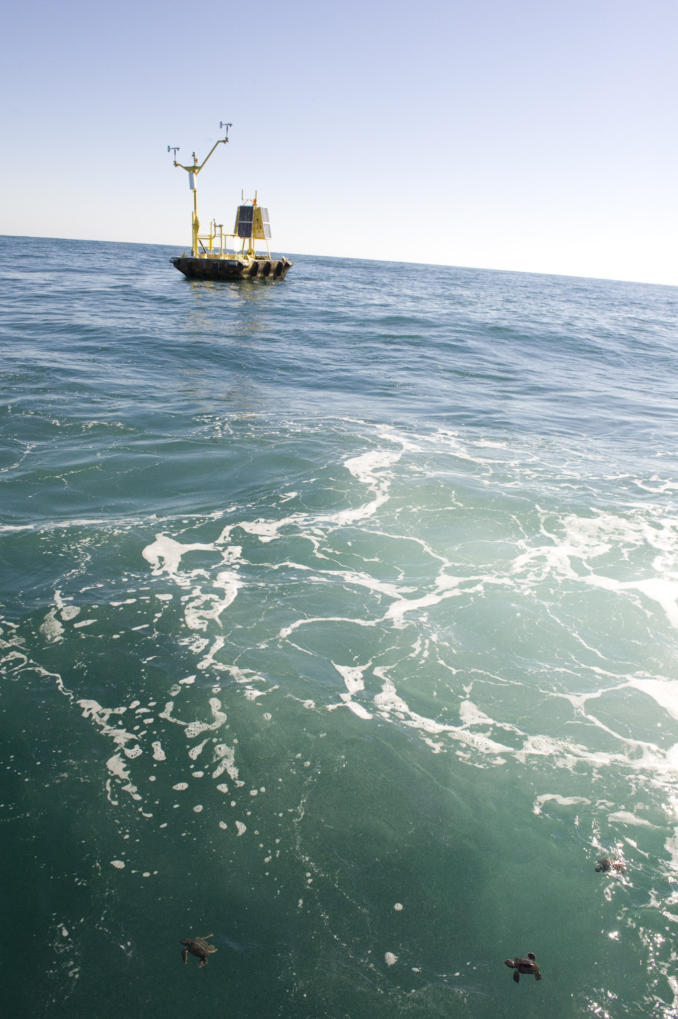 AF, Coast Guard team up in green sea turtle rescue operation > Air ...