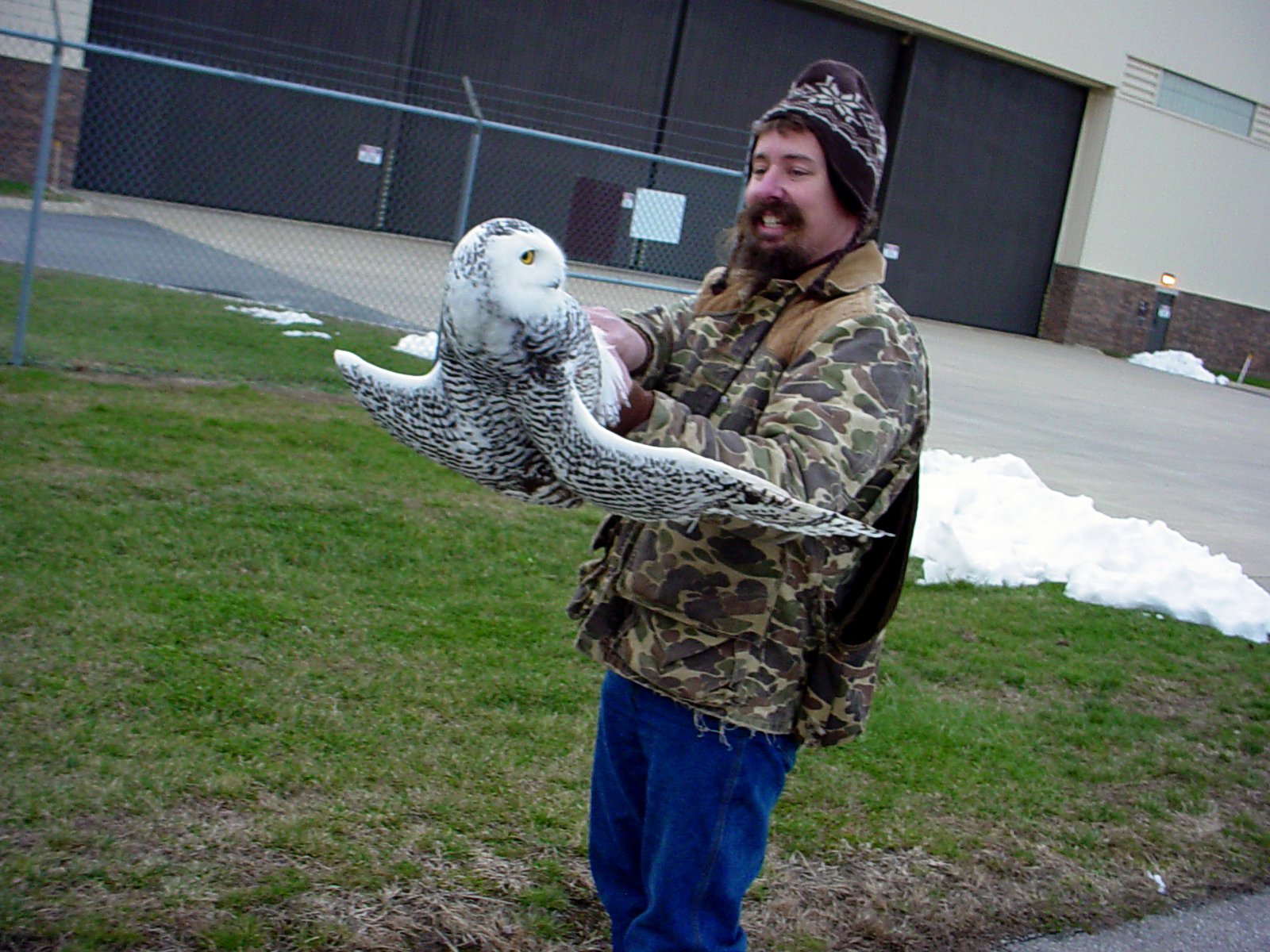Snowy Owl Predators