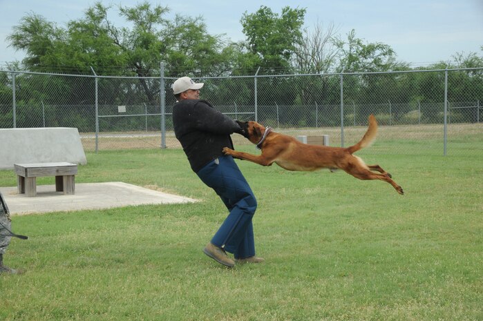 Military Working Dogs