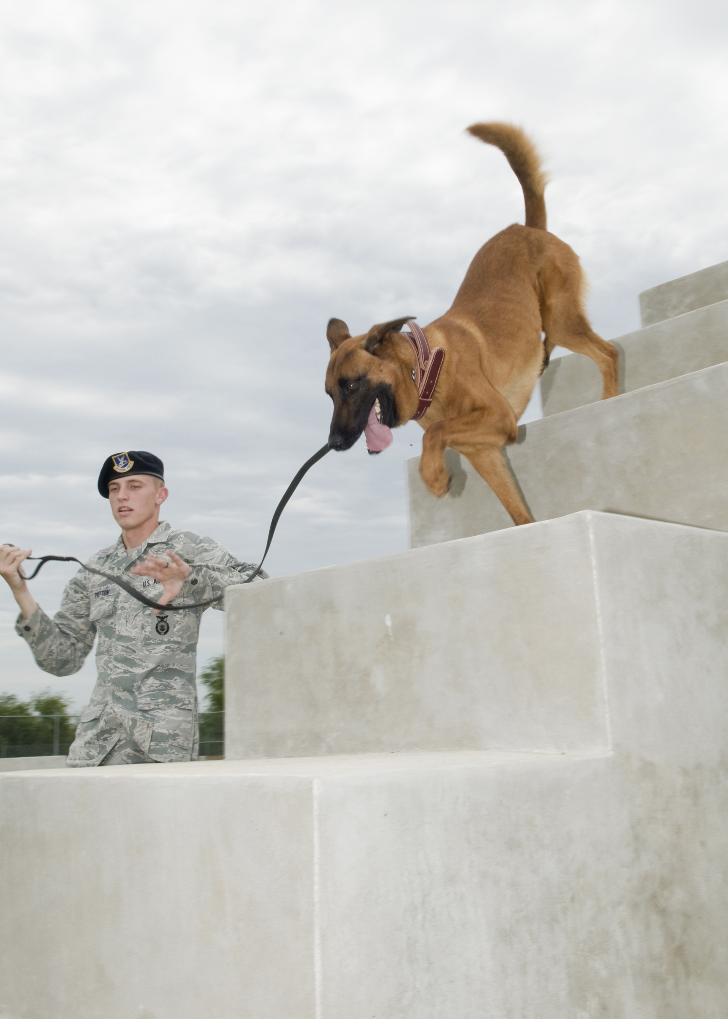 Military Working Dogs
