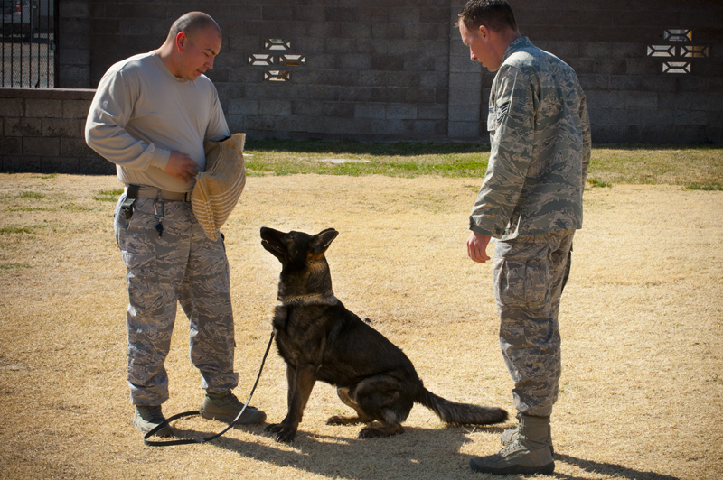 Military working dogs train daily > Nellis Air Force Base > News