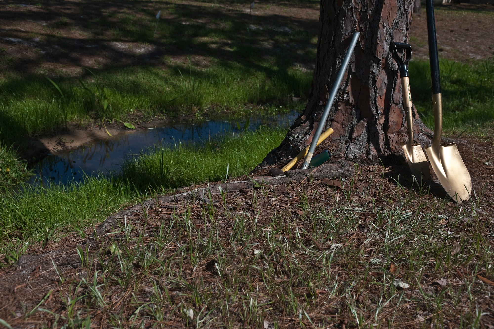 Growing Arbor Day support > Hurlburt Field > Article Display