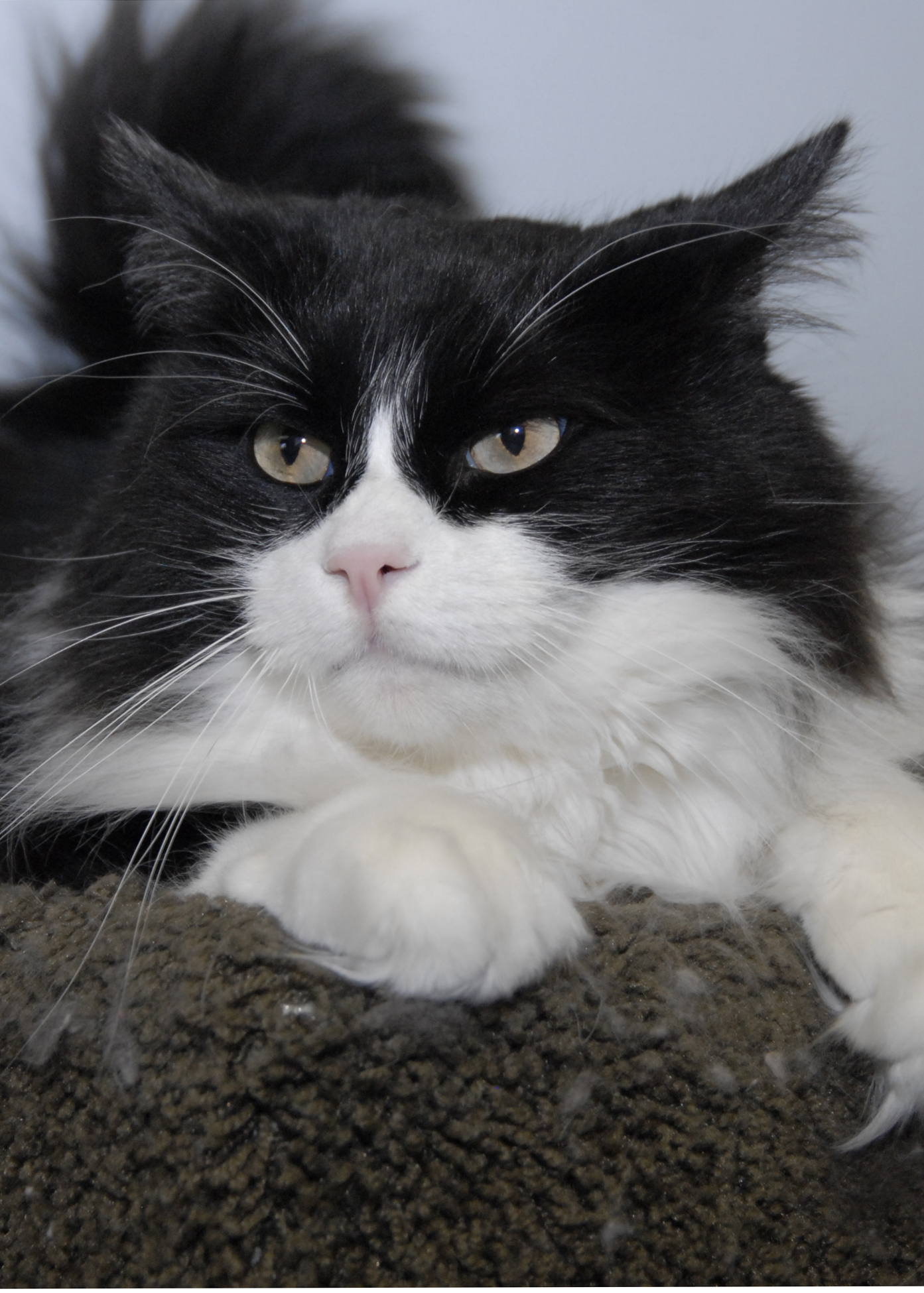 Edwards' Adopt A-Pet gives animals new hope > Edwards Air Force Base > News