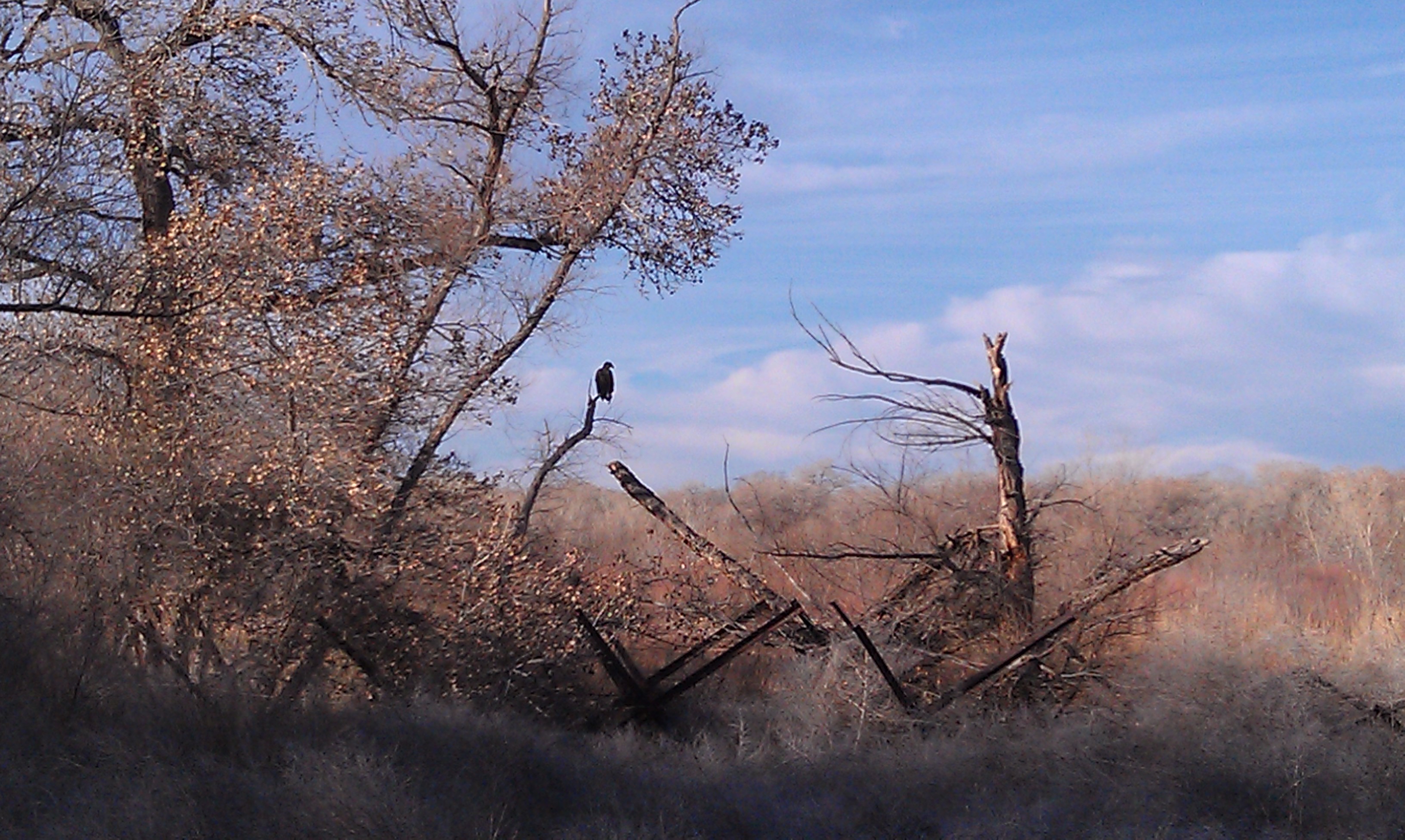 Middle Rio Grande Ecosystem Restoration Project, New Mexico ...