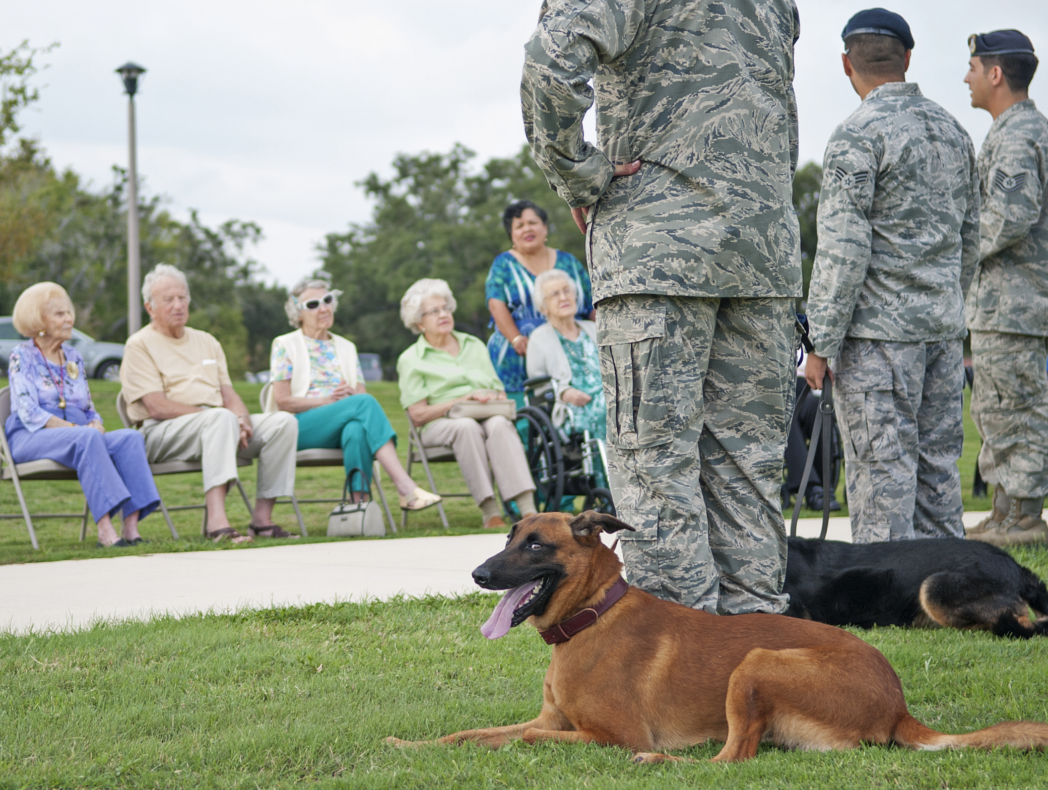 Military working dogs