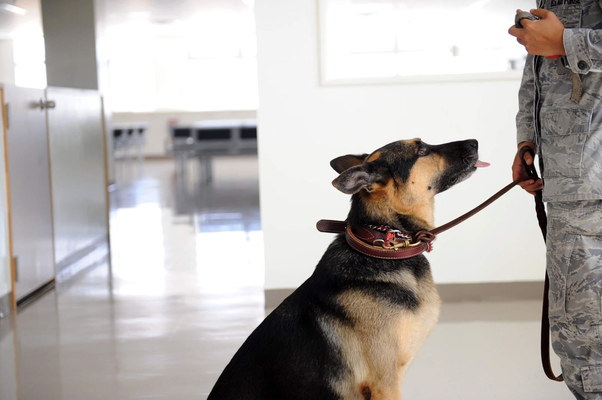 K9s sniff out crime > Kadena Air Base > Article Display
