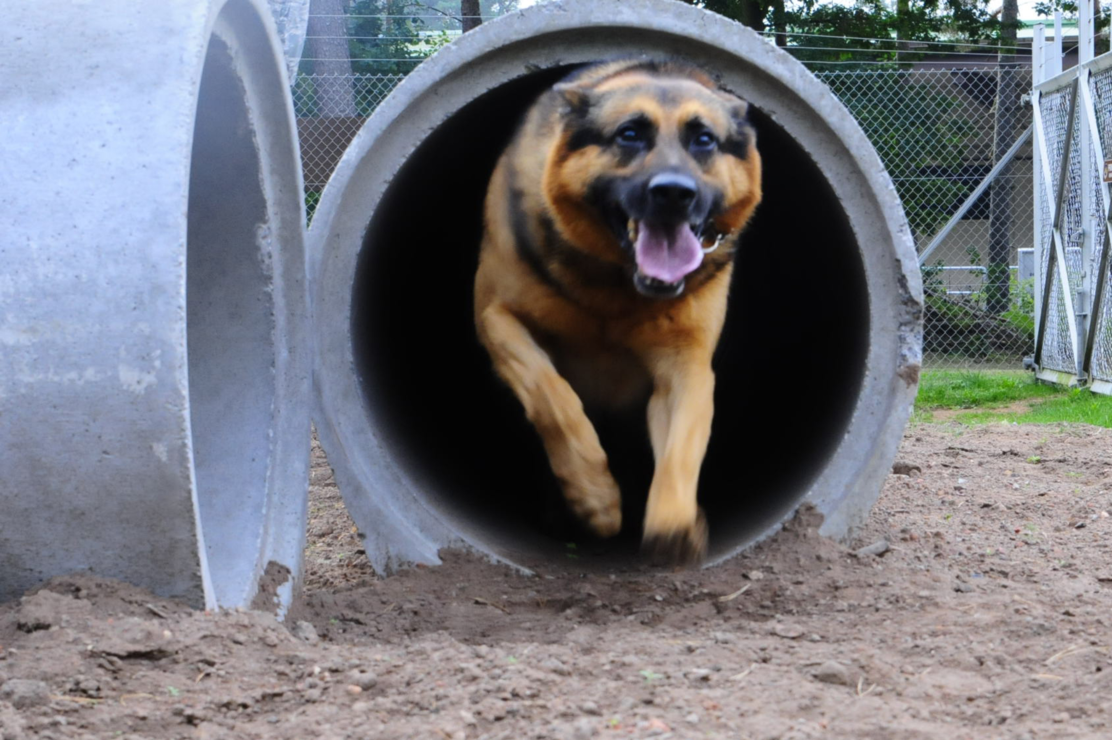 K-9 Obstacle Course