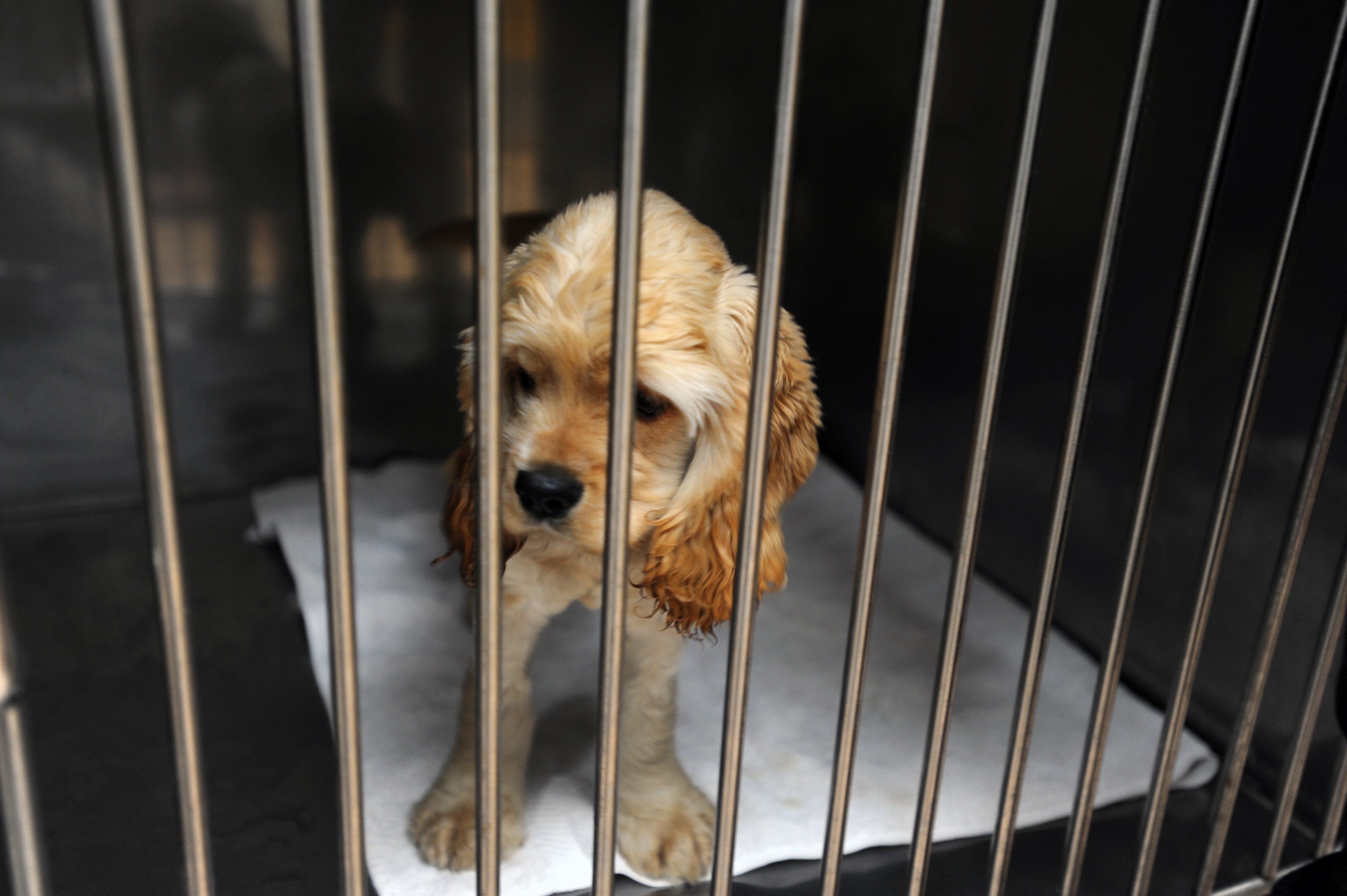 Homeward Bound provides second chance for animals > Osan Air Base ...