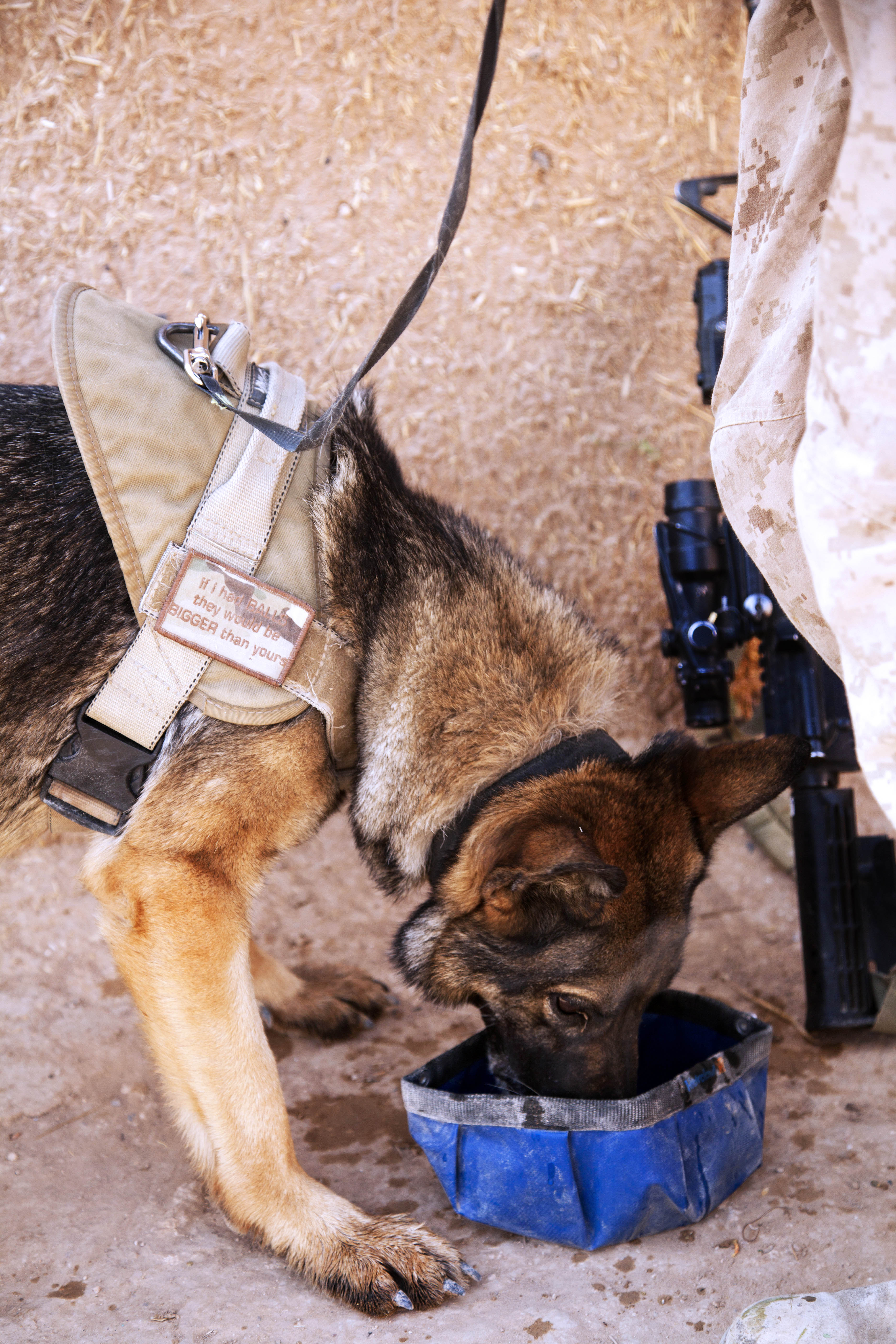 Viky, a U.S. Marine Corps military working dog trained to detect ...