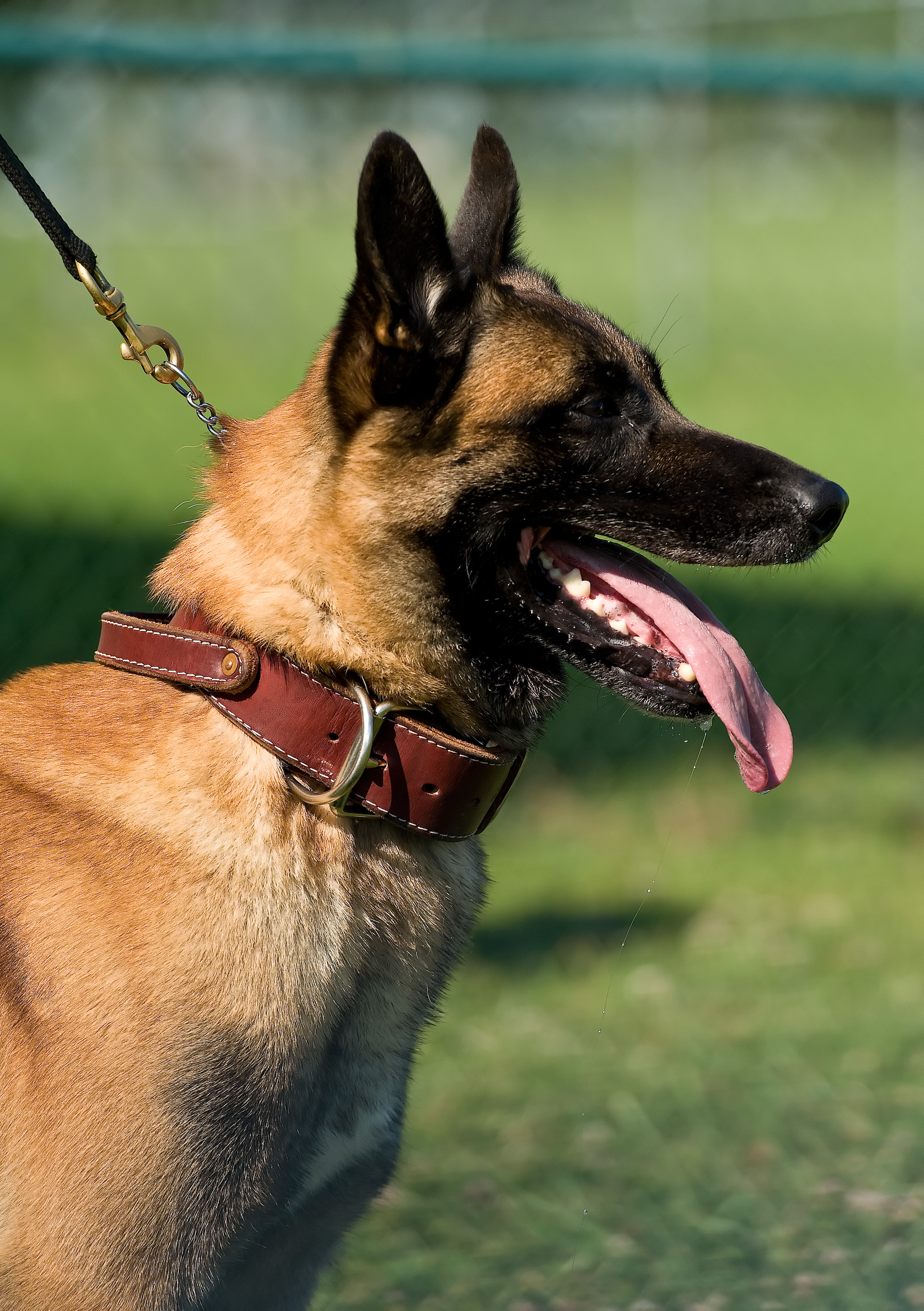 Military working dogs sink their teeth into local media > Air Mobility ...