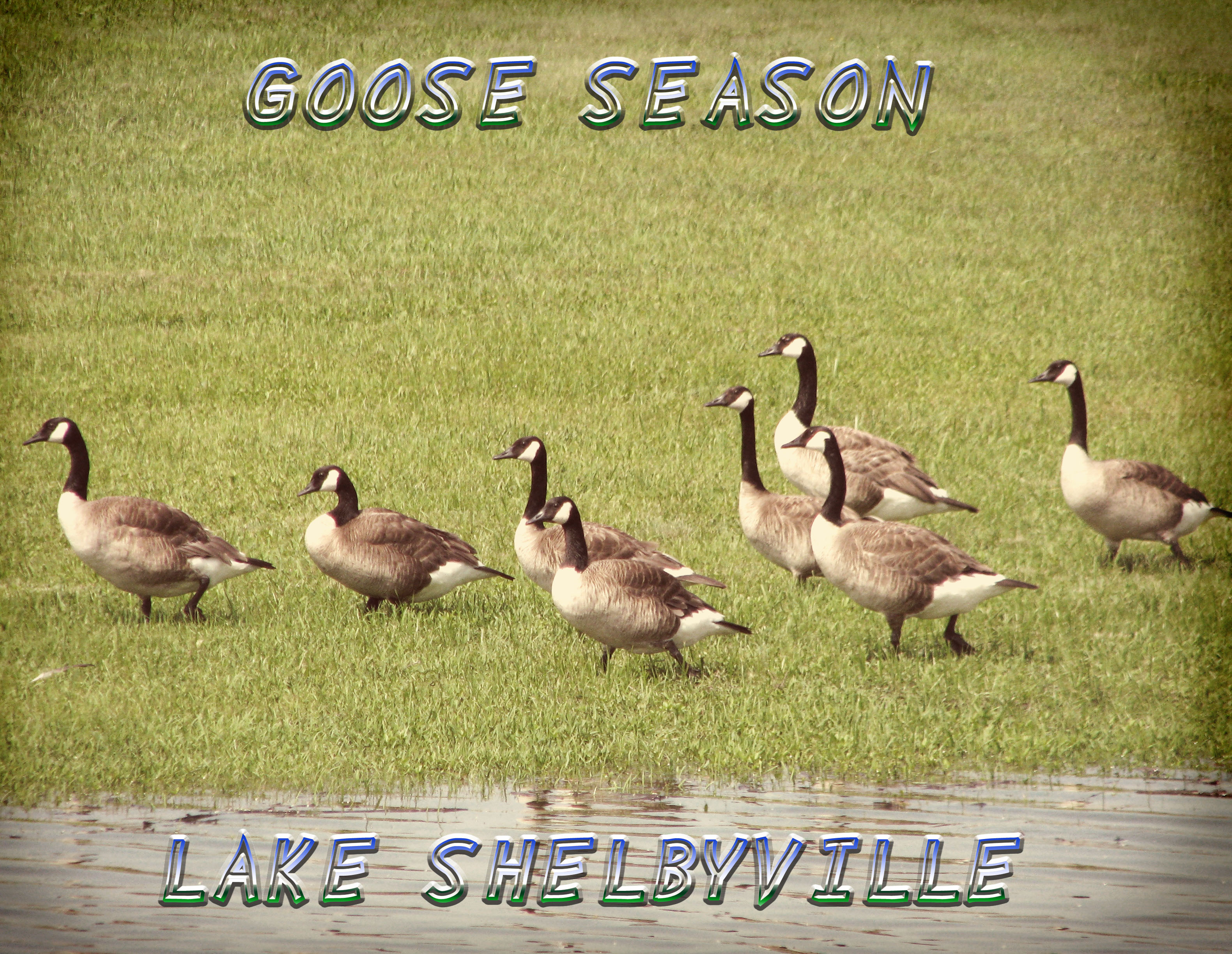 Early Goose Opportunity at Lake Shelbyville