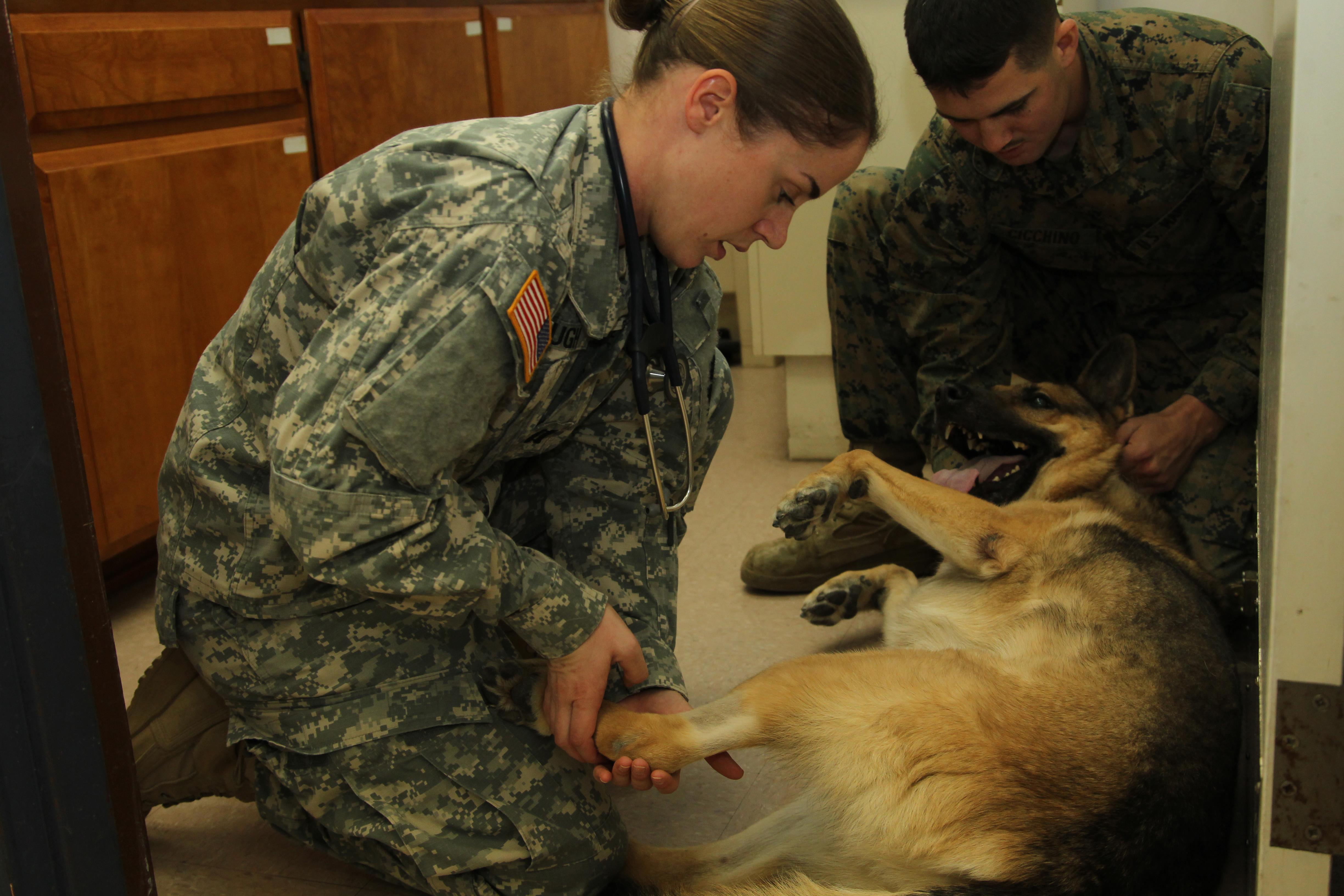 Veterinary facility provides additional care to Combat Center critters