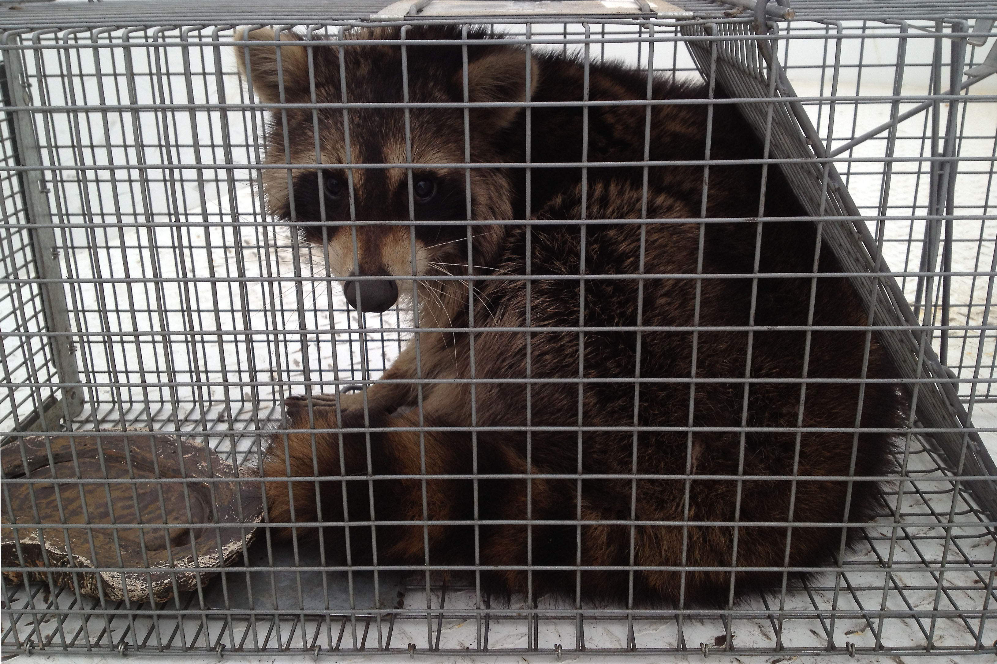 Section helps to ensure base, wildlife coexist peacefully > Ellsworth ...