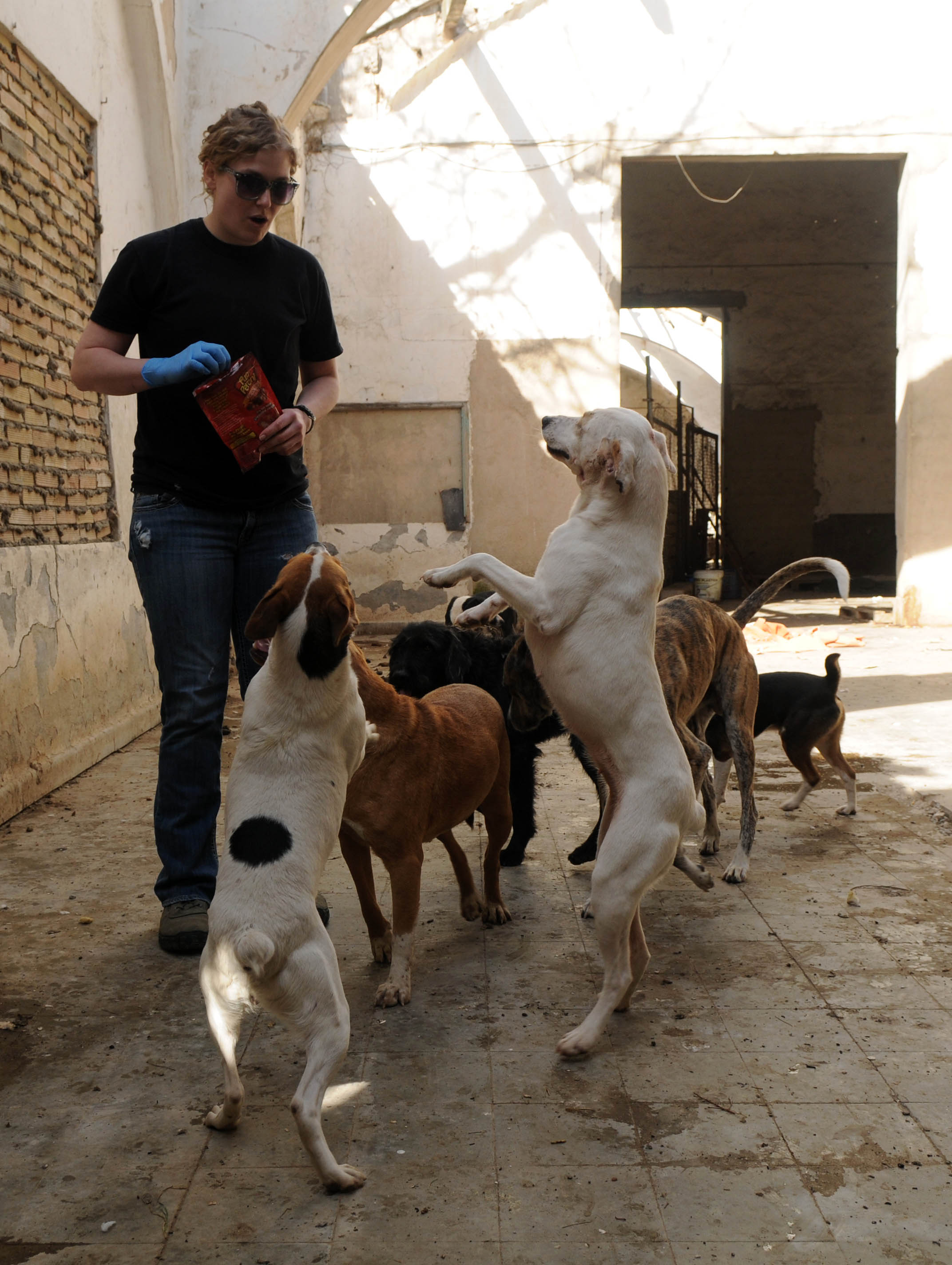 Deployed Airmen volunteer at local animal shelter > U.S. Air Forces in ...