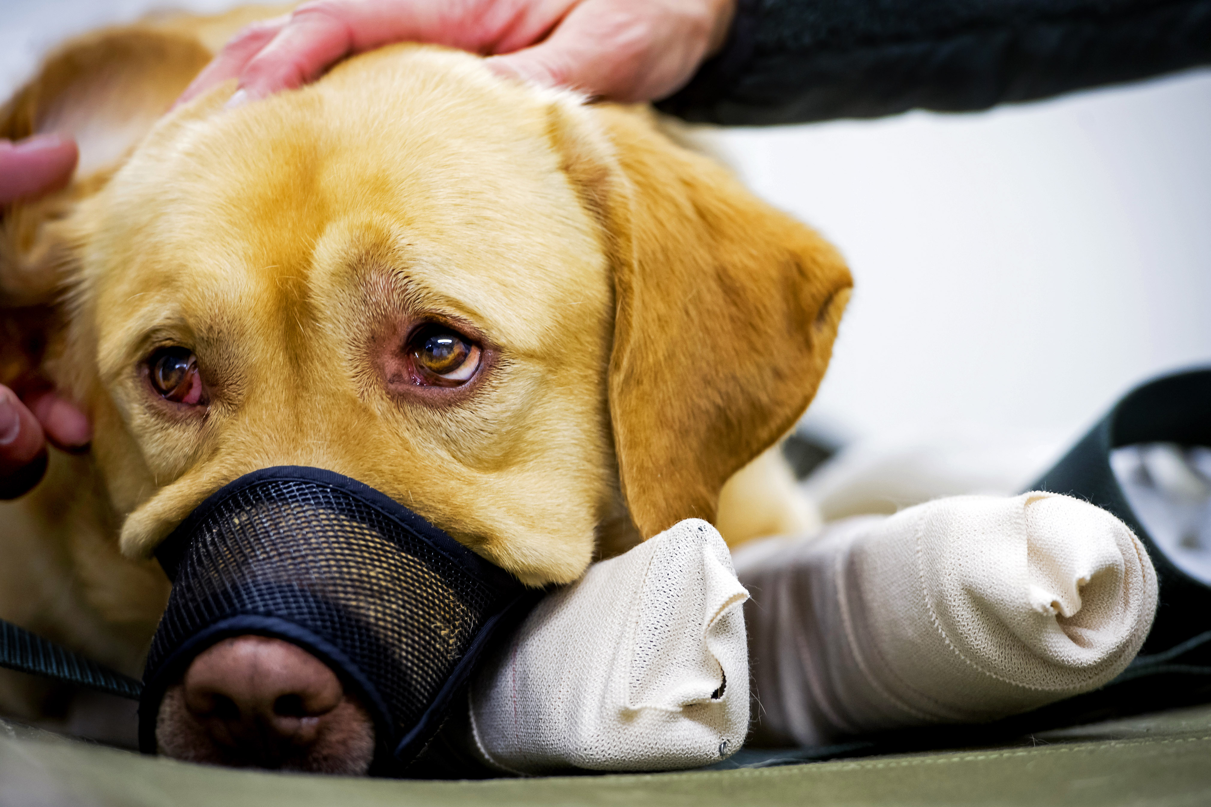 Ted, a Labrador retriever who serves as a military working dog and bomb ...