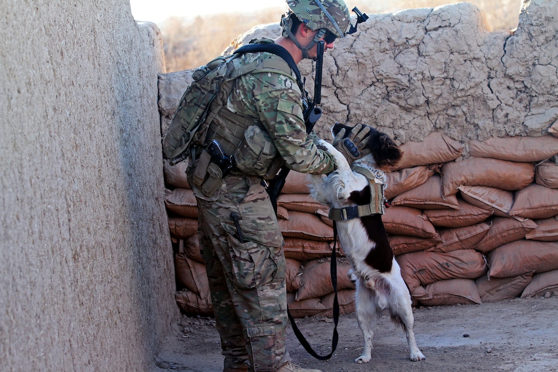 A dog handler assigned to a coalition force plays with Bandit, a ...