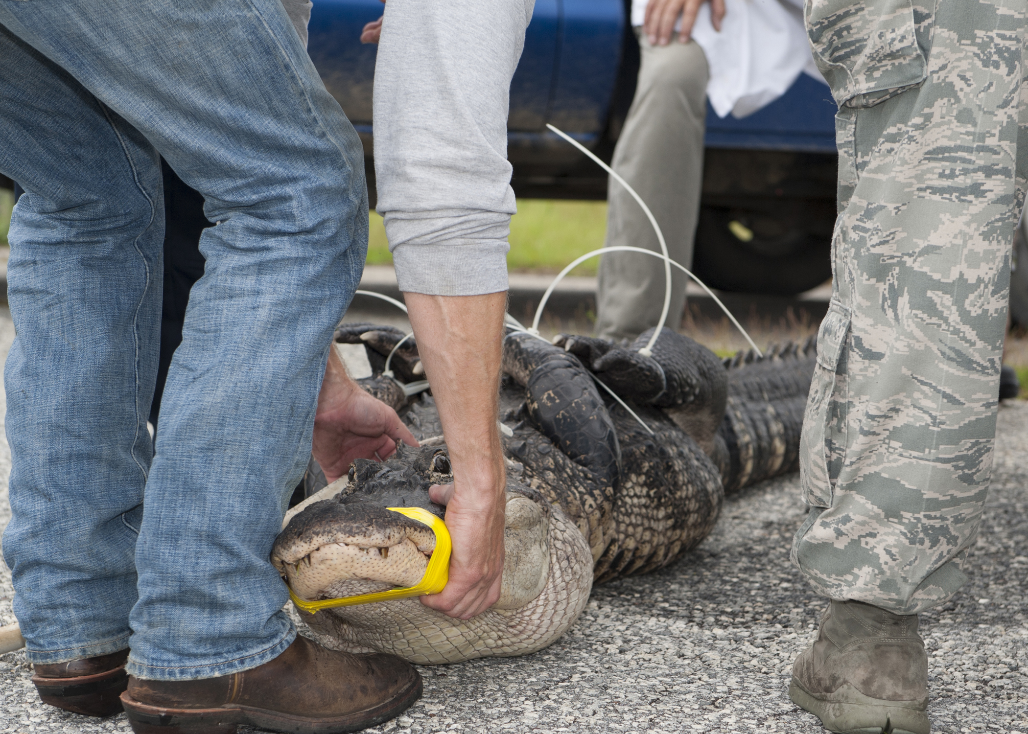 Relocating the alligator