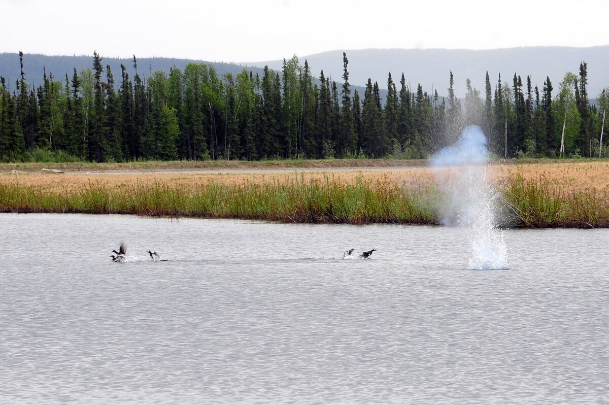 BASH works to reduce hazards > Eielson Air Force Base > Display