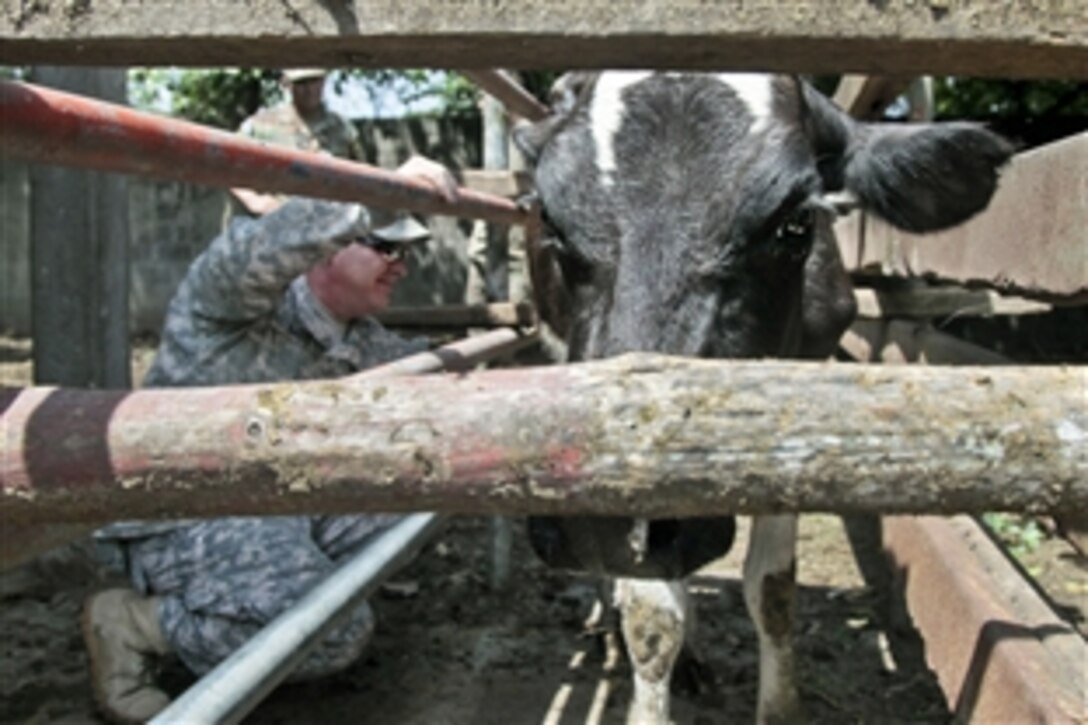 COW CARE | U.S. Department of War