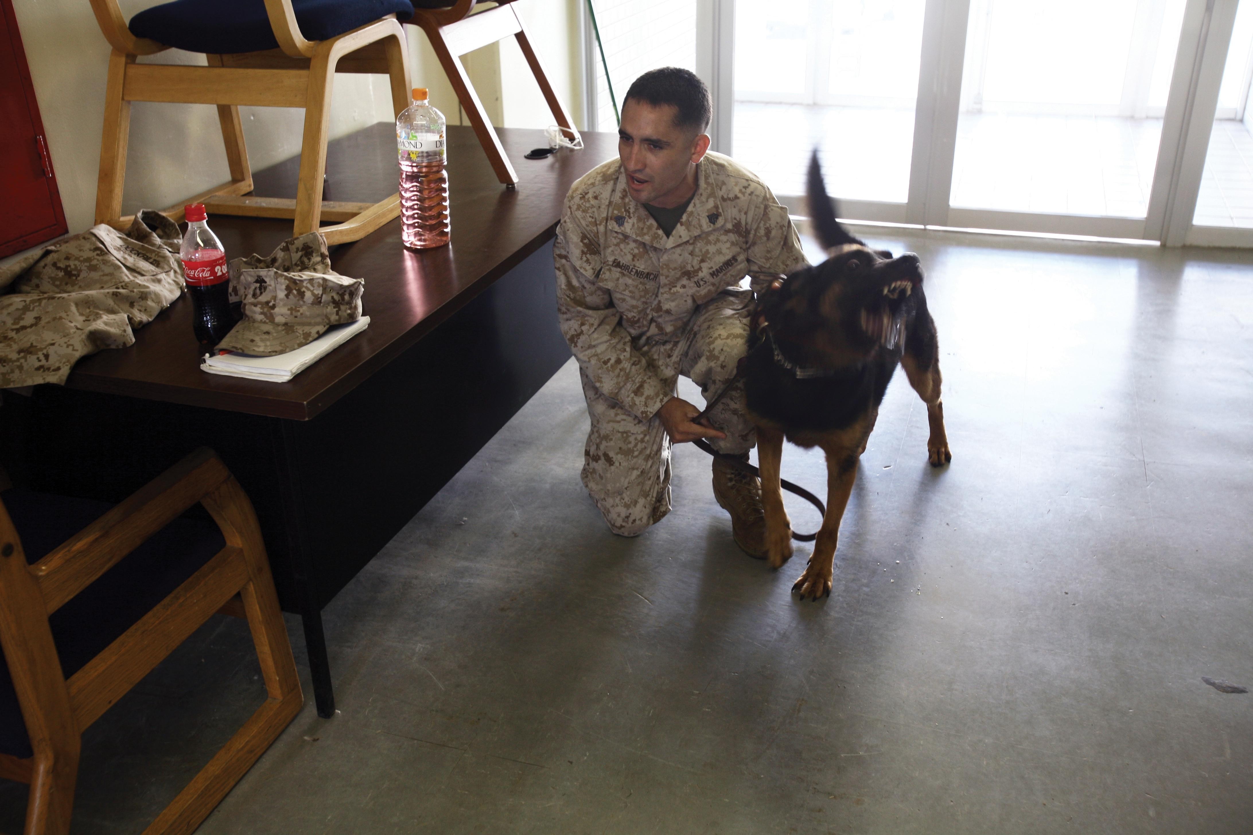 K-9s, Marines provide special capability > United States Marine Corps ...