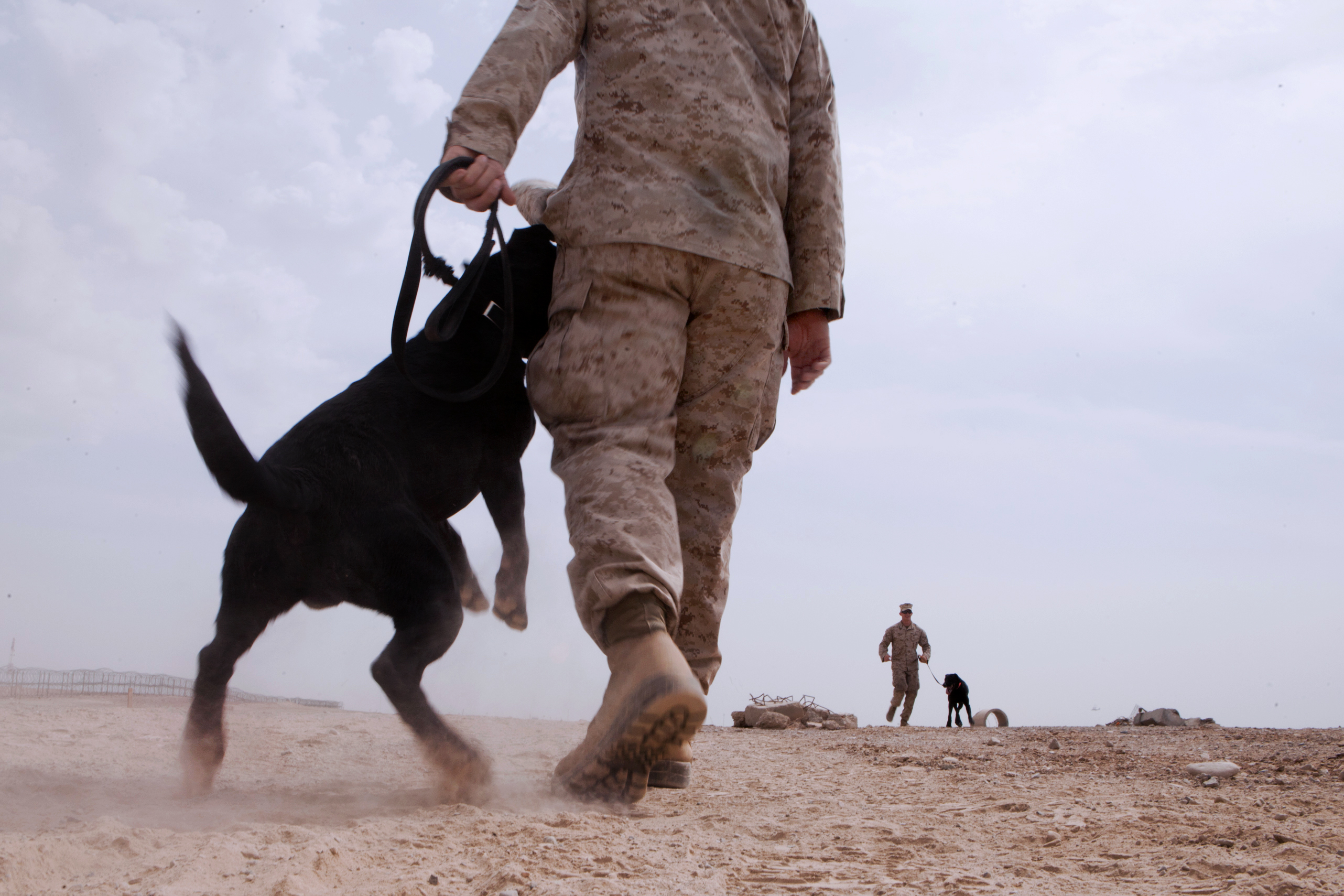 U.S. Marine Corps Cpl. Ryan Stroad, right, directs Knight, a dog ...