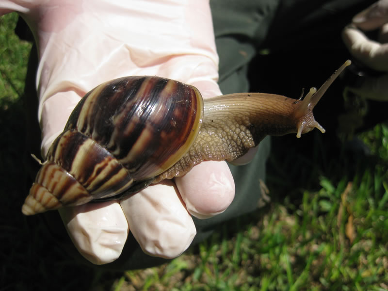 Giant African snails attack south Florida > Jacksonville District ...