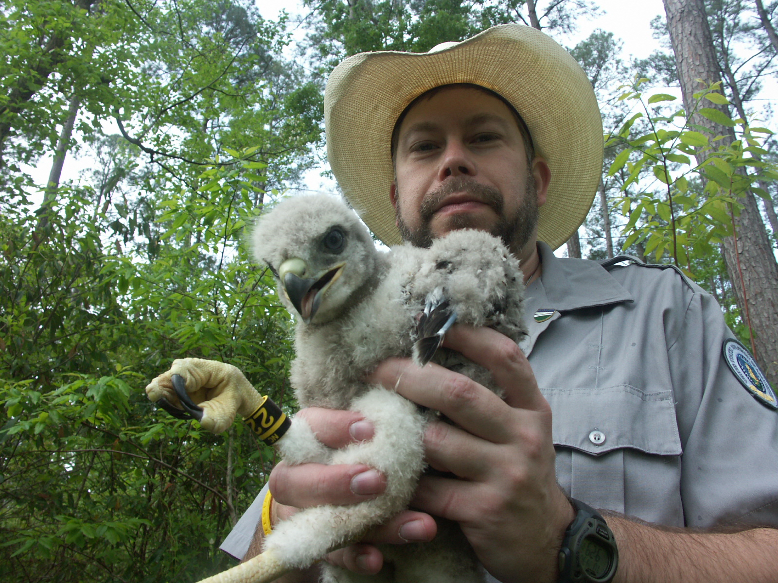 USDA scientists track Cherry Point red-tailed hawks