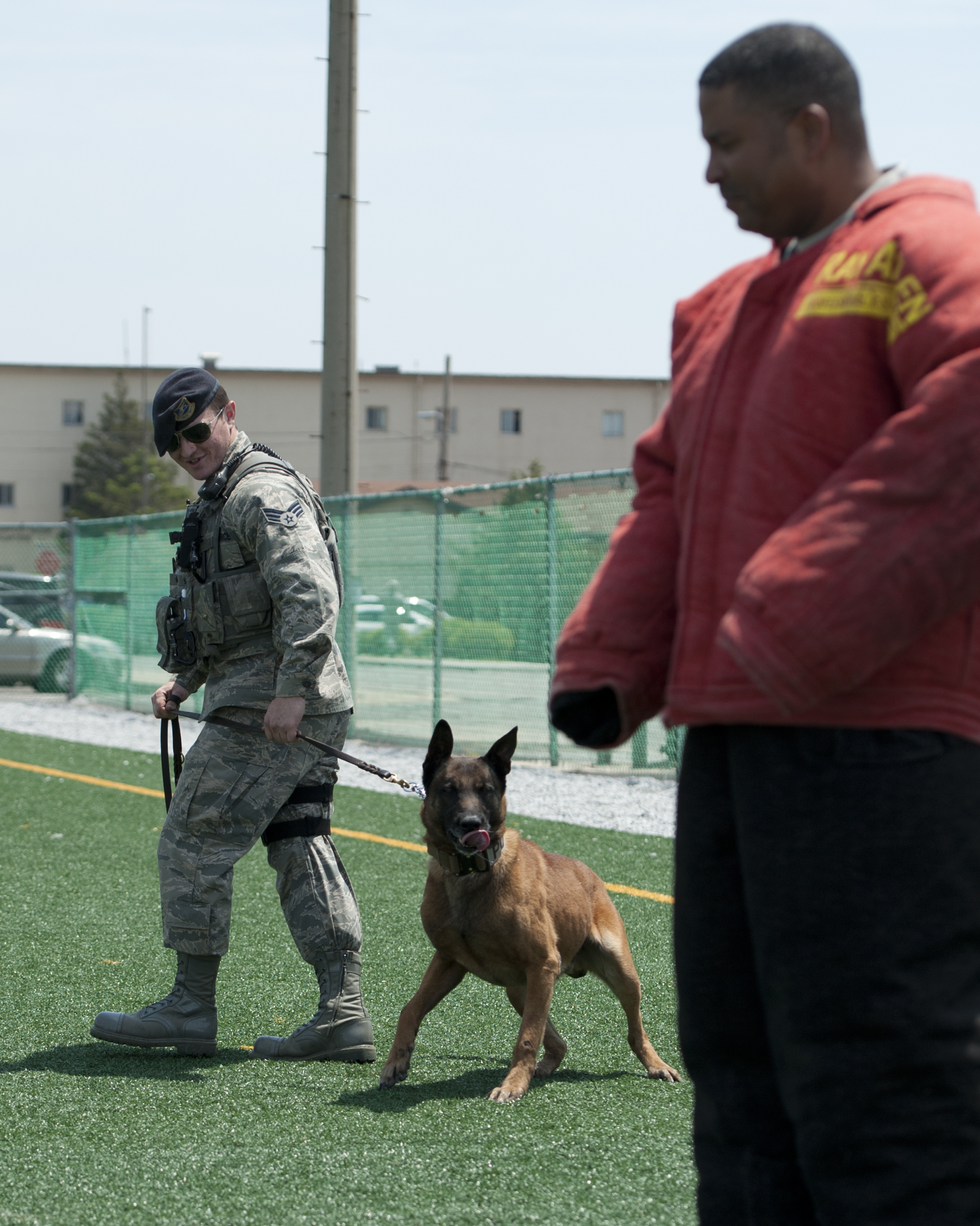 Wolf Chief howls during MWD demonstration > Kunsan Air Base > Kunsan ...