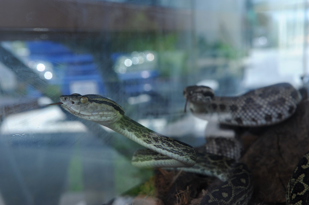 Habu facts, consequences of bite > Kadena Air Base > News