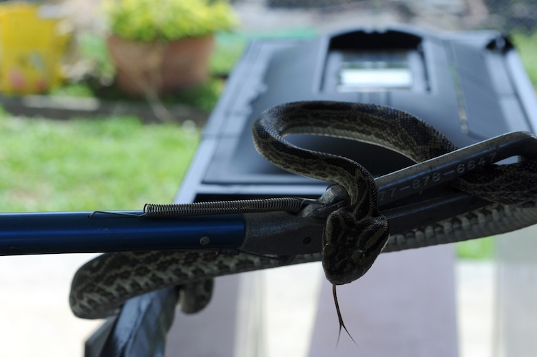 Habu facts, consequences of bite > Kadena Air Base > Article Display