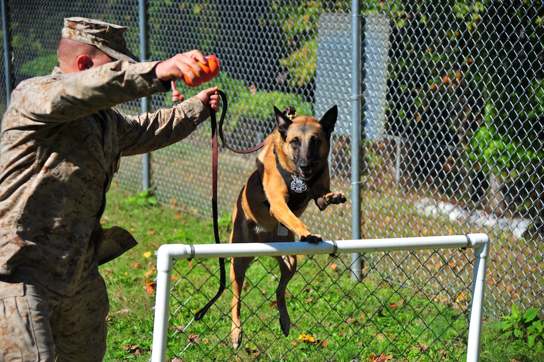 Military Working Dogs