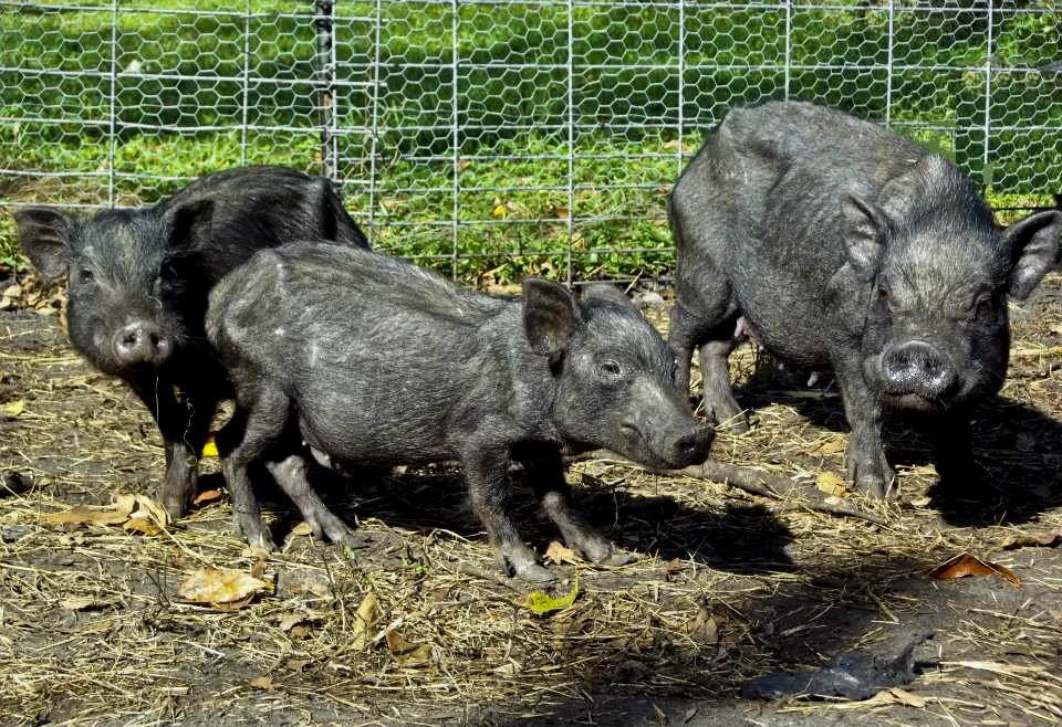 For the love of pigs > MacDill Air Force Base > Display