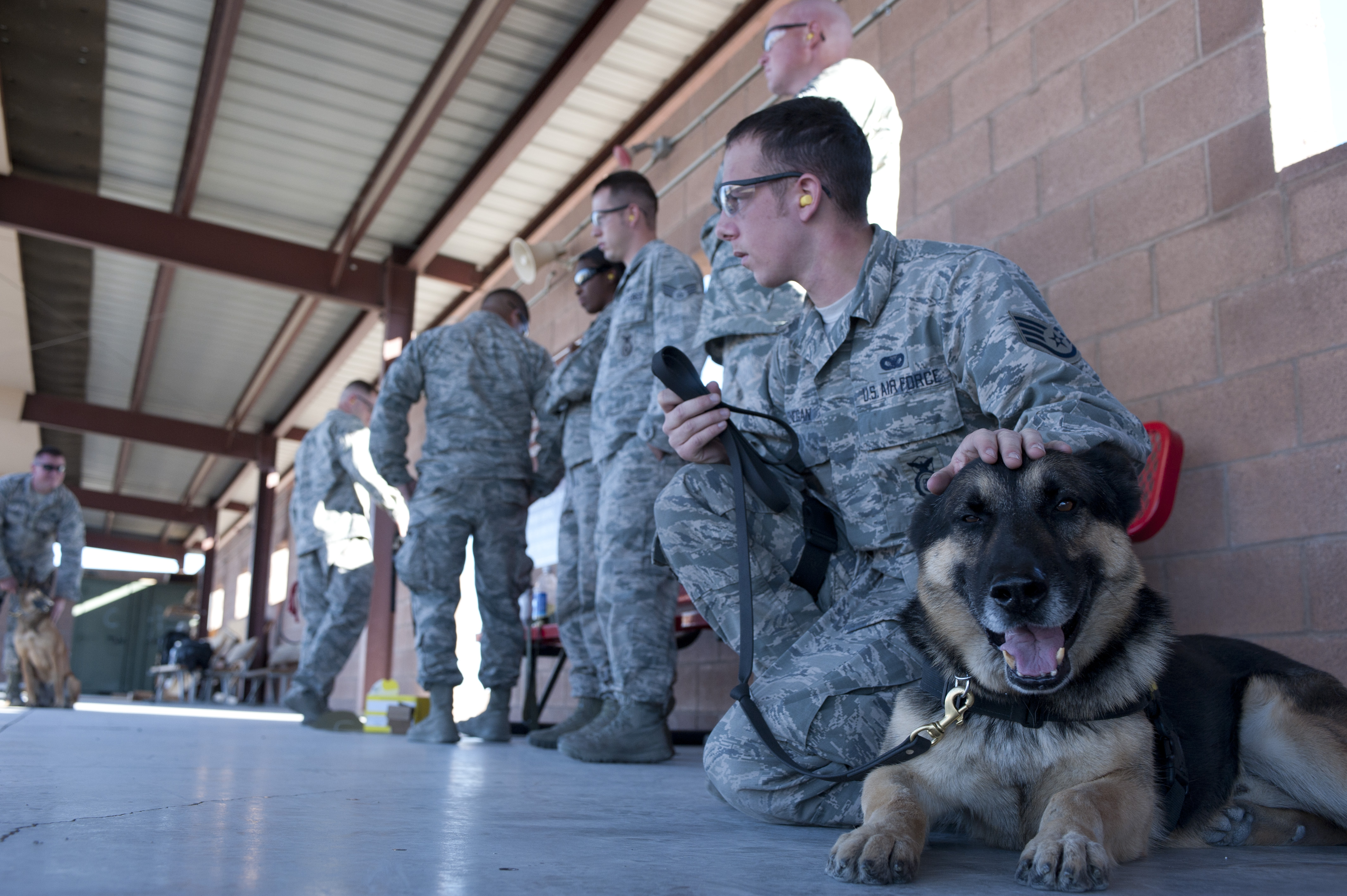 Course of Fire exercise tests Military Working Dogs > Nellis Air Force ...