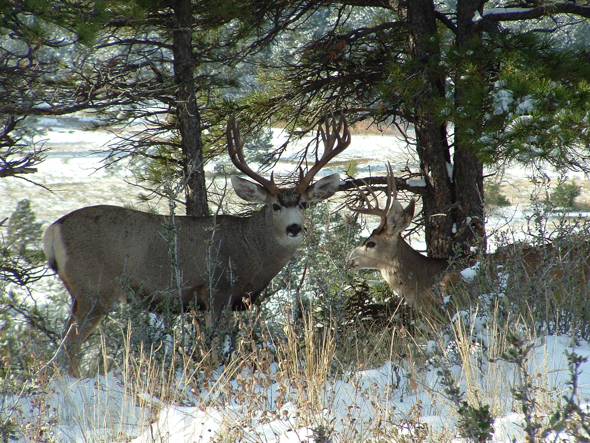 Watch out for hunters: Academy to hold annual deer hunt in December > U ...
