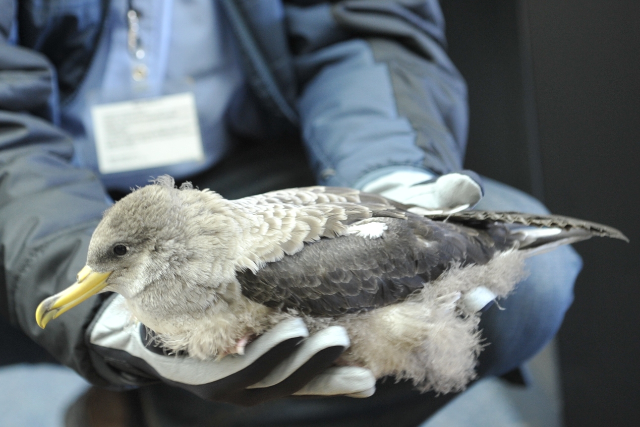 Lajes Airmen campaign, help birds return to sea > U.S. Air Forces in ...