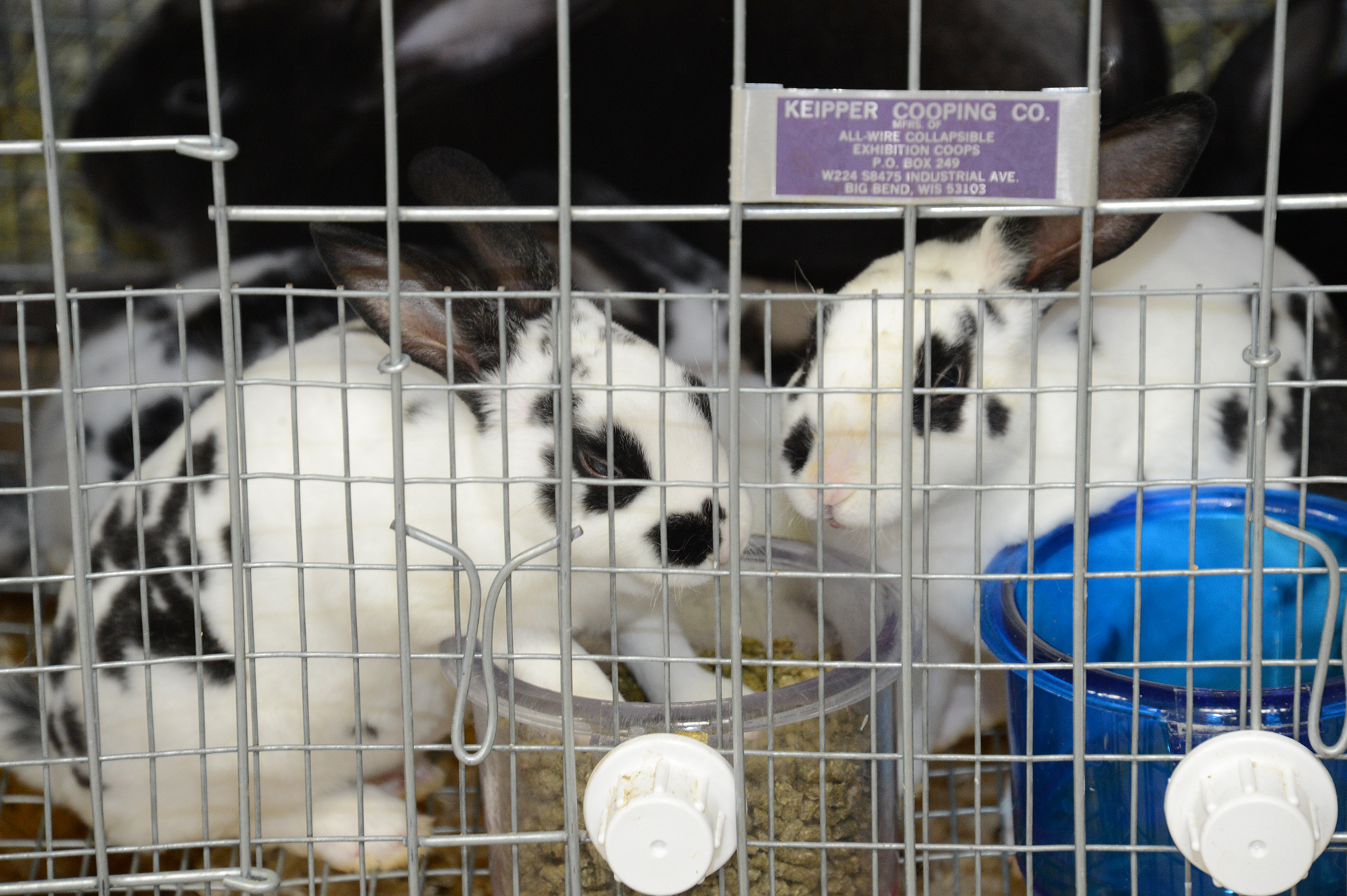 Edwards employee volunteers to teach children how to breed, raise ...