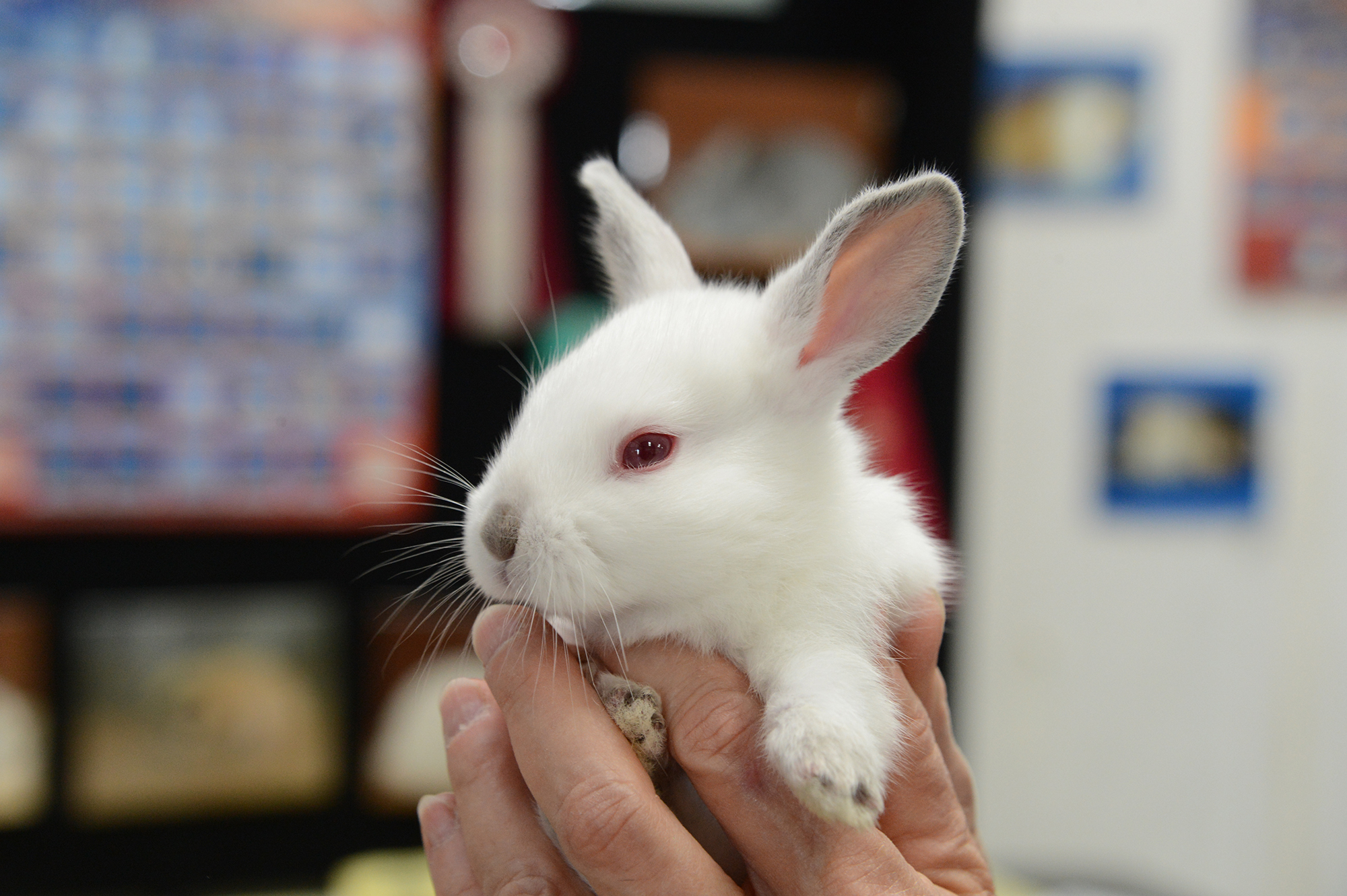 Edwards employee volunteers to teach children how to breed, raise ...