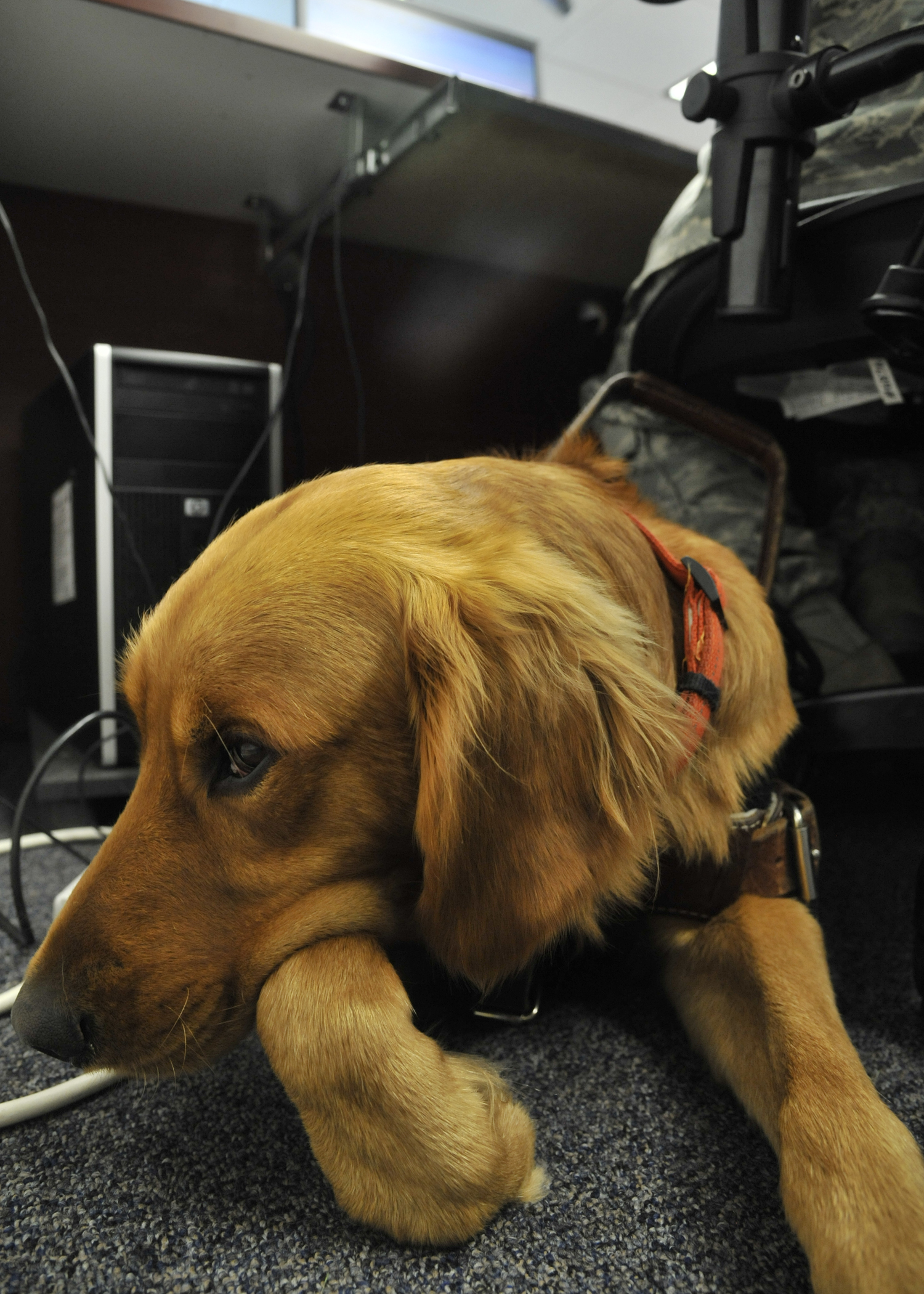 Service dog brings life to Fairchild NCO > Fairchild Air Force Base ...
