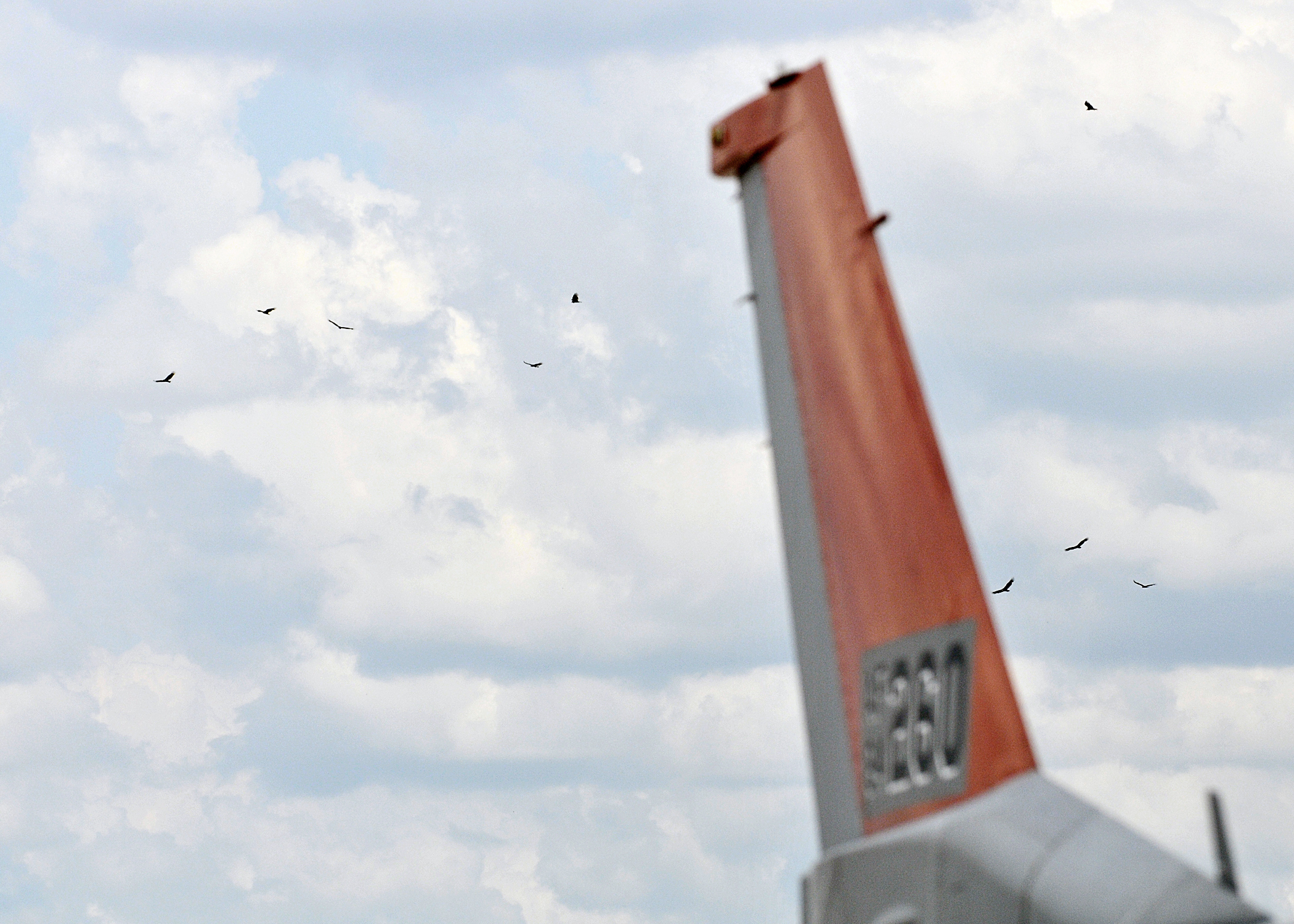 BASH Program saves lives, money > Tyndall Air Force Base > Display