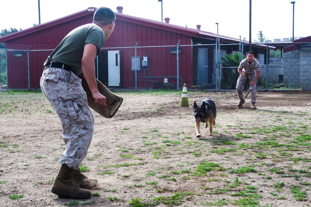 Marine Finds Strength in Furry Companion