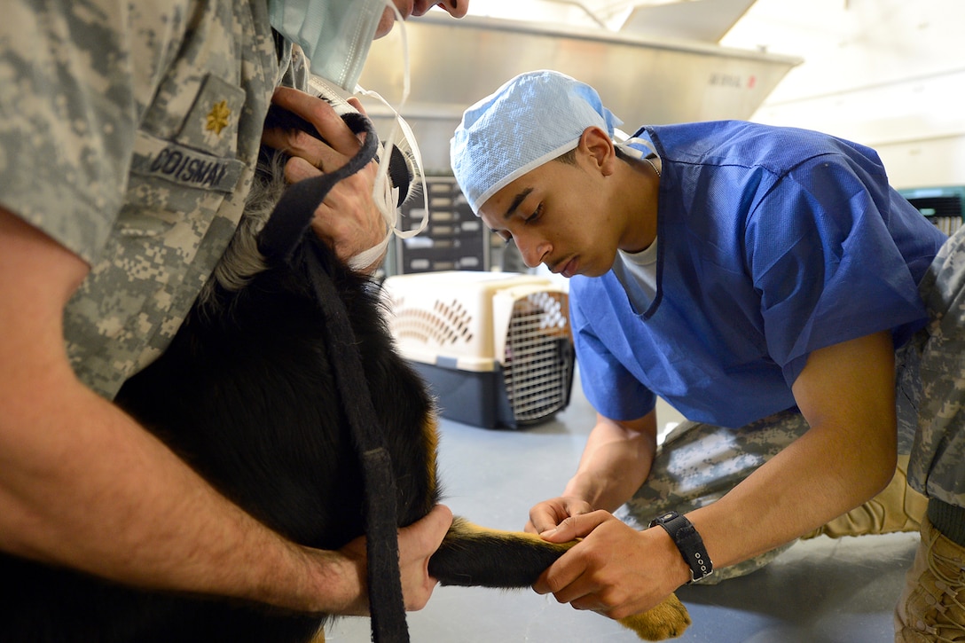 Army Spec. Felix Lopez, right, helps prepare a dog for surgery during ...